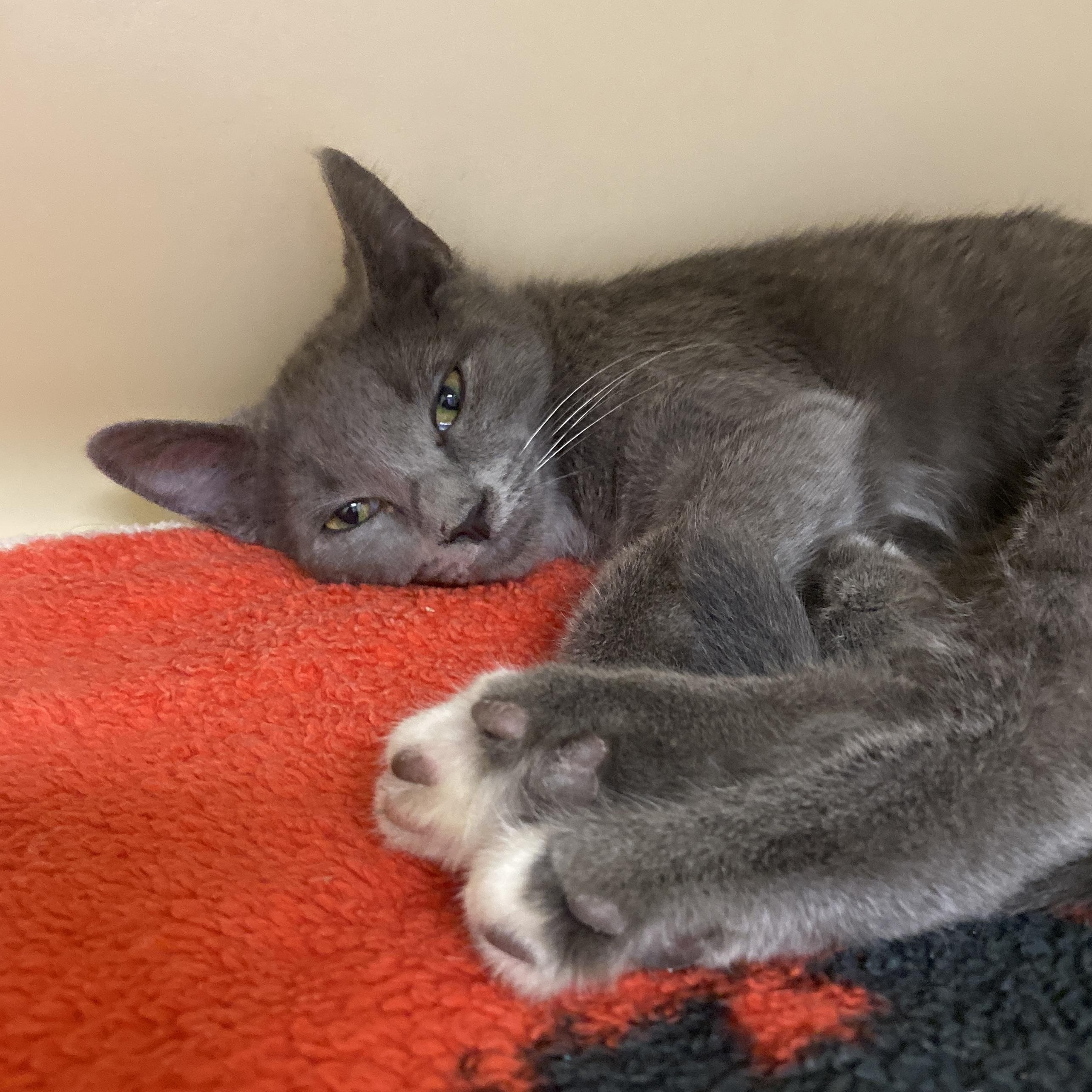 Cat for adoption - Jamie, a Domestic Medium Hair in Elyria, OH | Petfinder