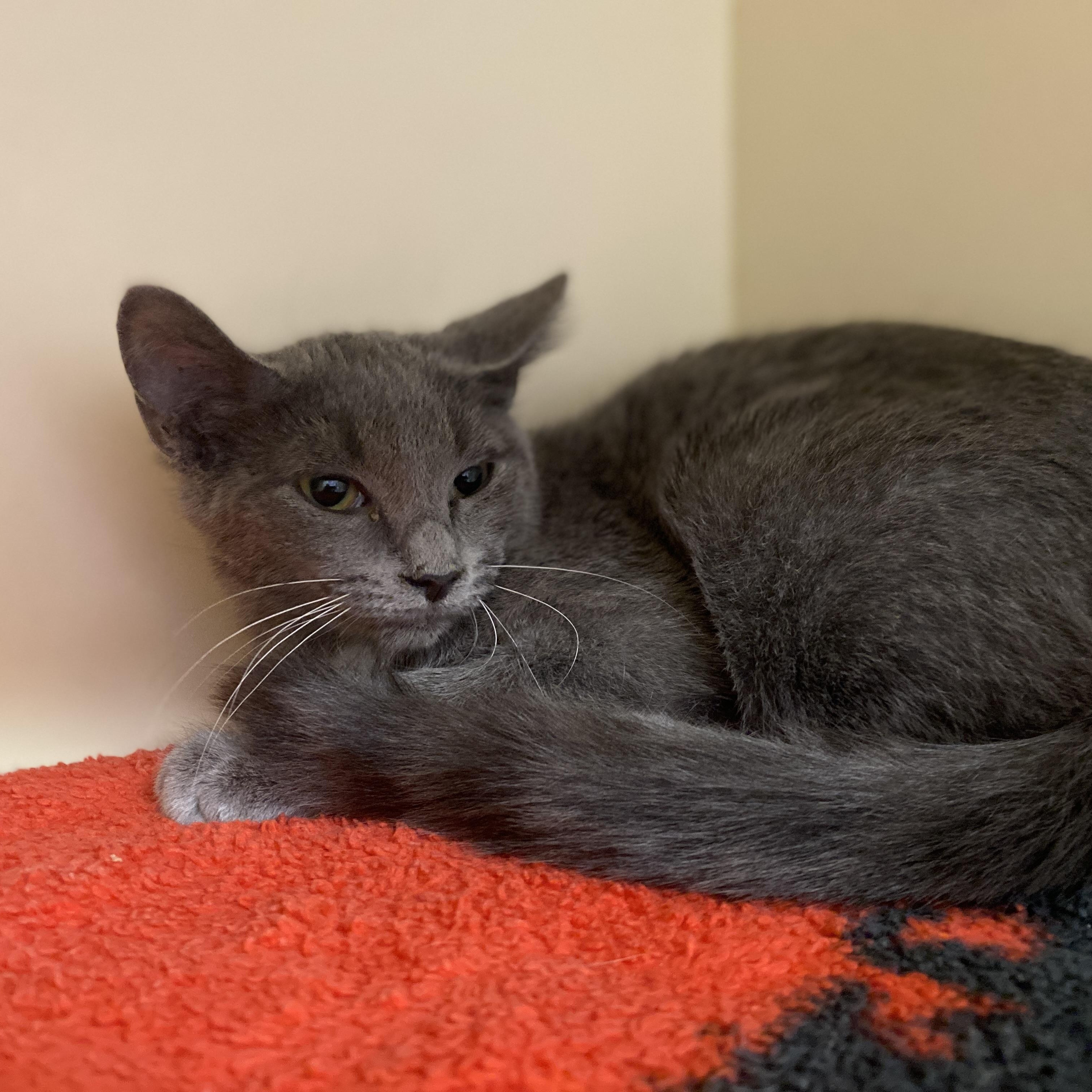 Cat for adoption - Jamie, a Domestic Medium Hair in Elyria, OH | Petfinder