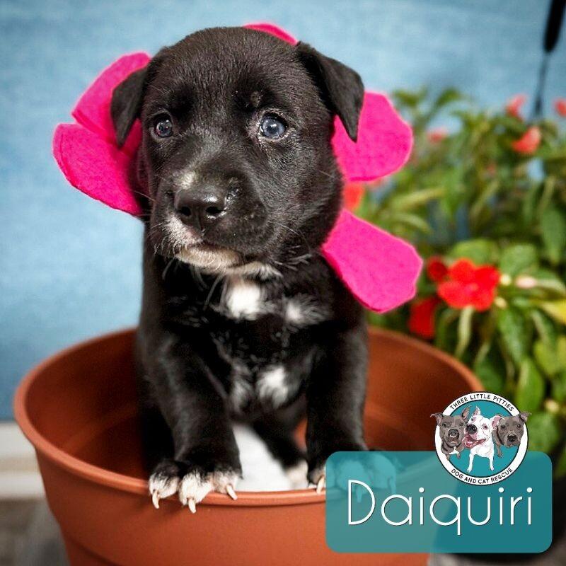 Dog for adoption - Daiquiri Matilda, a Pit Bull Terrier & Labrador ...