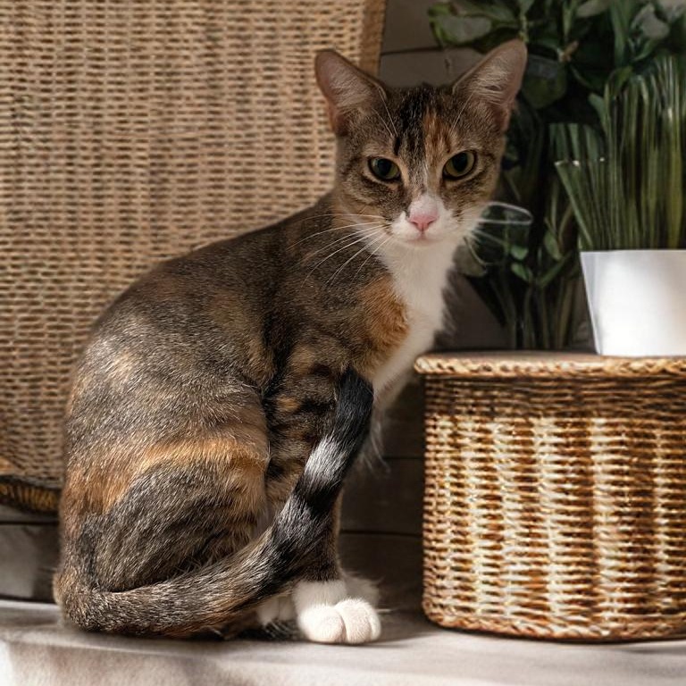 Cat for adoption - Mary Jane, a Calico & Tabby Mix in Norwich, VT ...