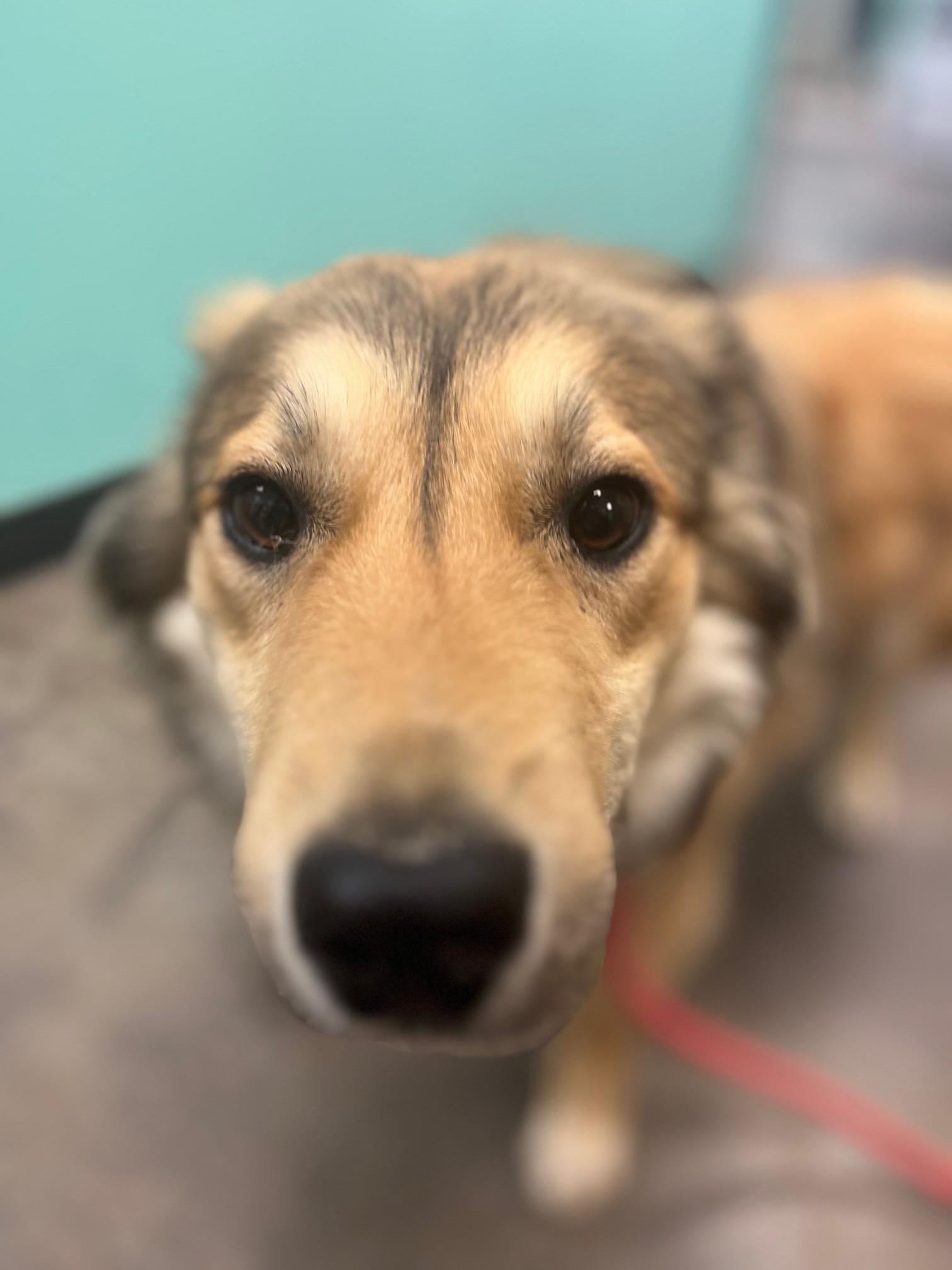 Dog for adoption - Tacoma, a Mixed Breed in Mishawaka, IN | Petfinder