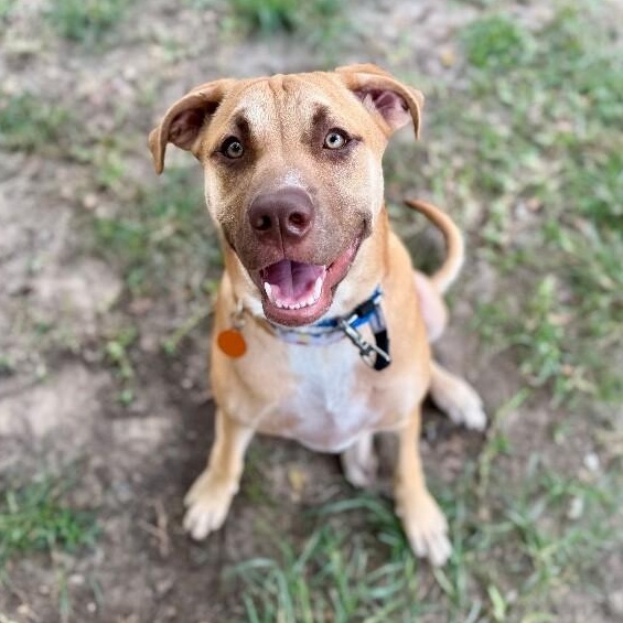 Dog for adoption - Oliver is goofy, golden goodness, a Labrador ...