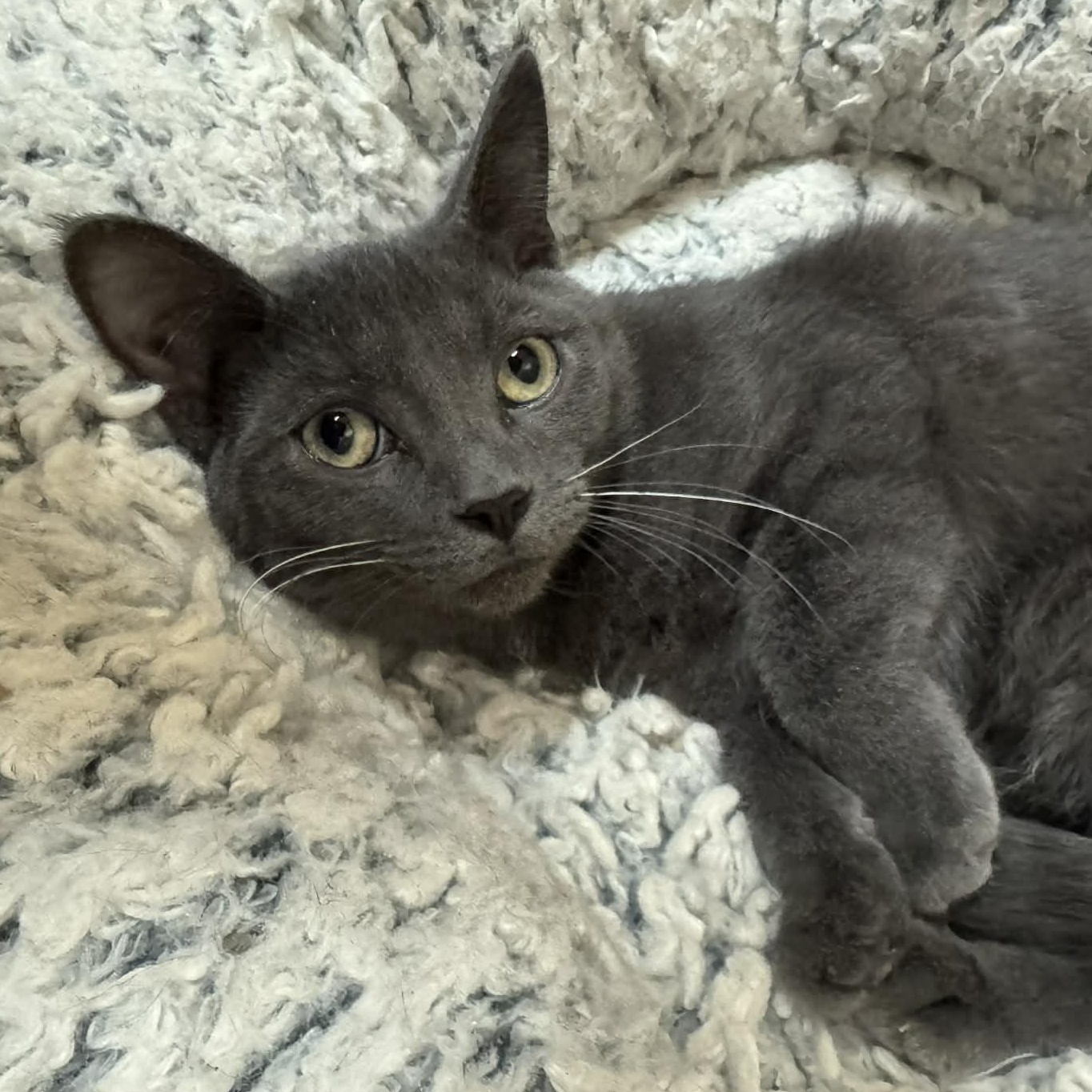 Cat for adoption - Clagger, a Domestic Short Hair in Waterloo, IA ...
