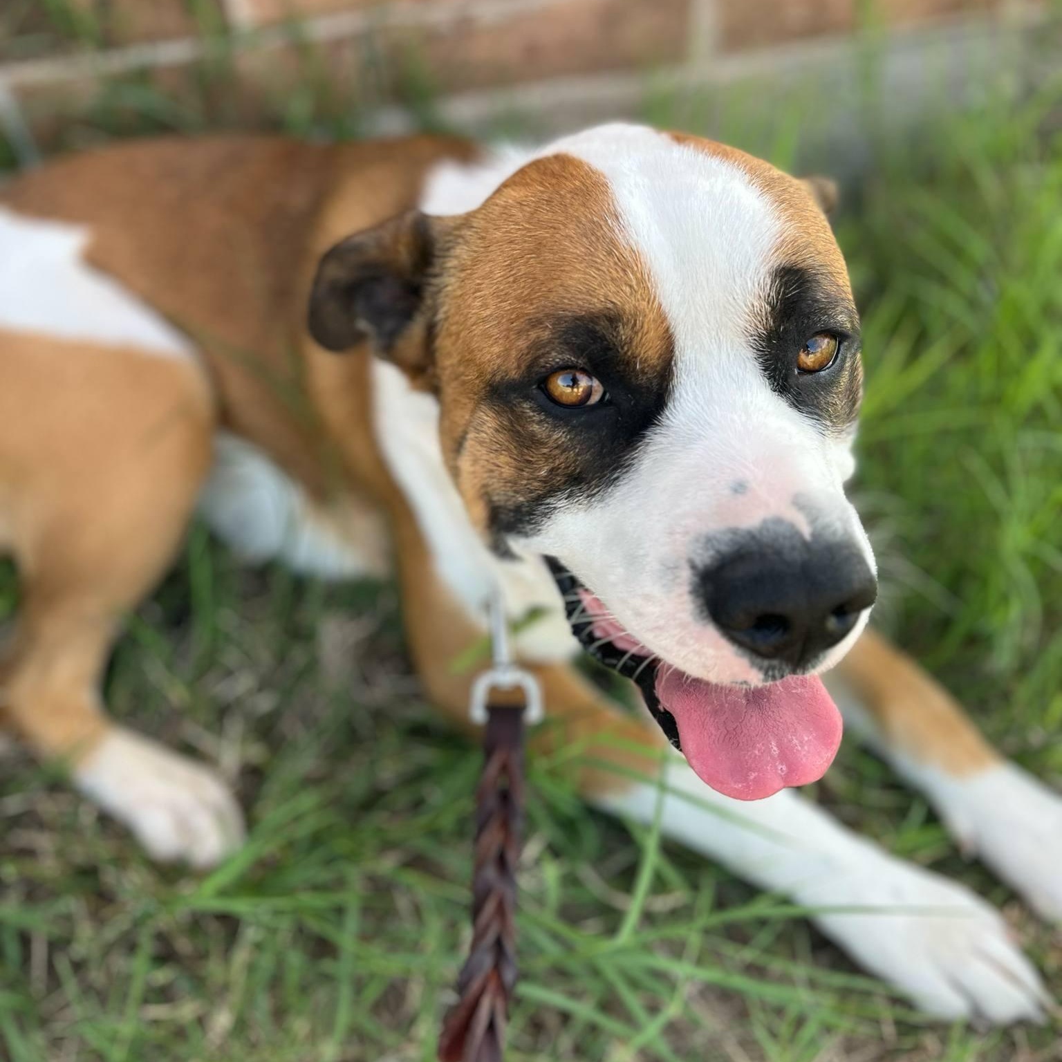 Dog for adoption - Buster, a Boxer Mix in Kalamazoo, MI | Petfinder