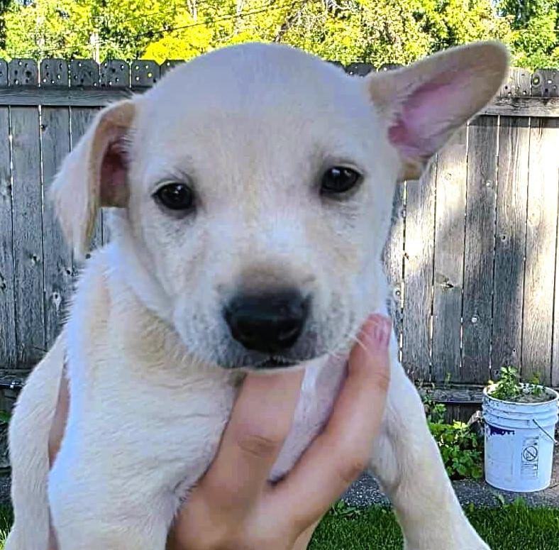 Dog for adoption - Chai Puppuccino, a Terrier & Chihuahua Mix in Yelm ...