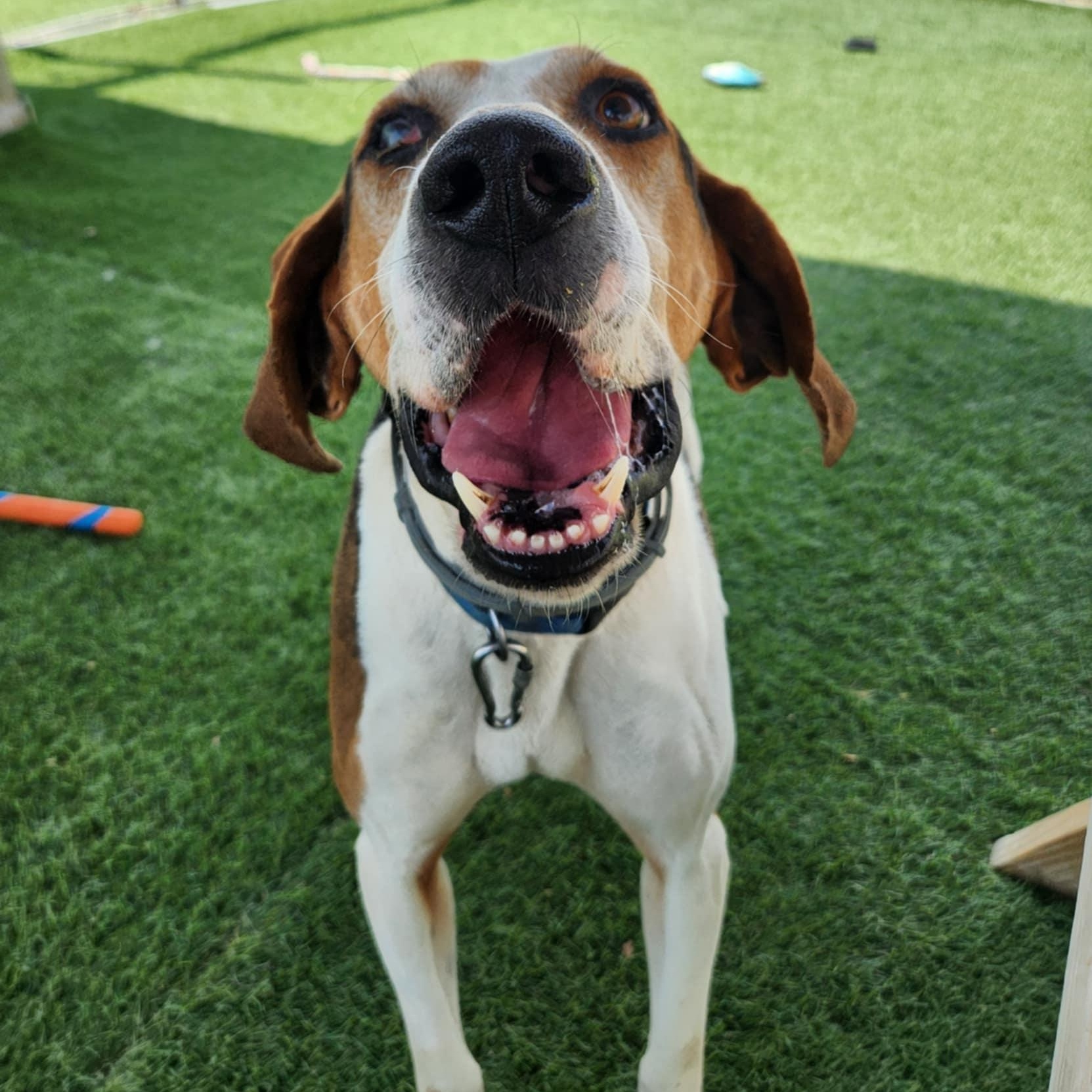 Dog for adoption - Richard, a Treeing Walker Coonhound in Sparta, WI ...