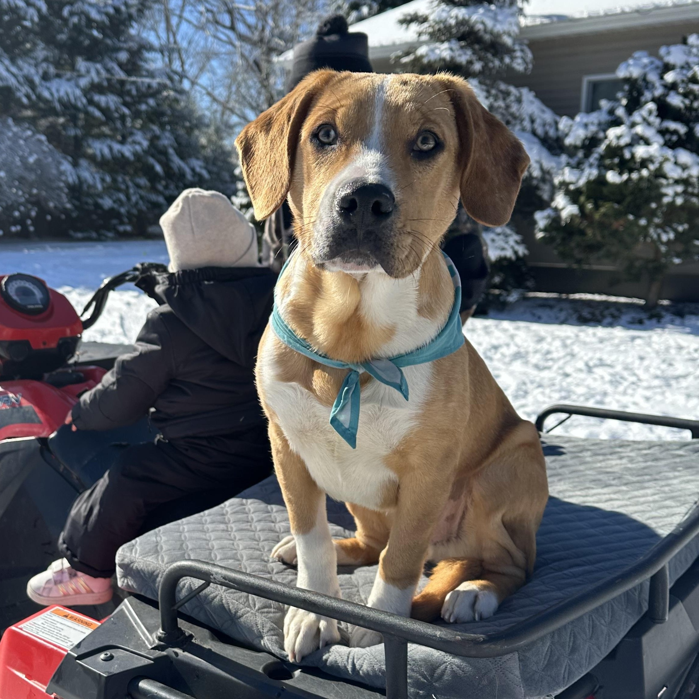 Dog for adoption - George, an American Staffordshire Terrier & Labrador ...