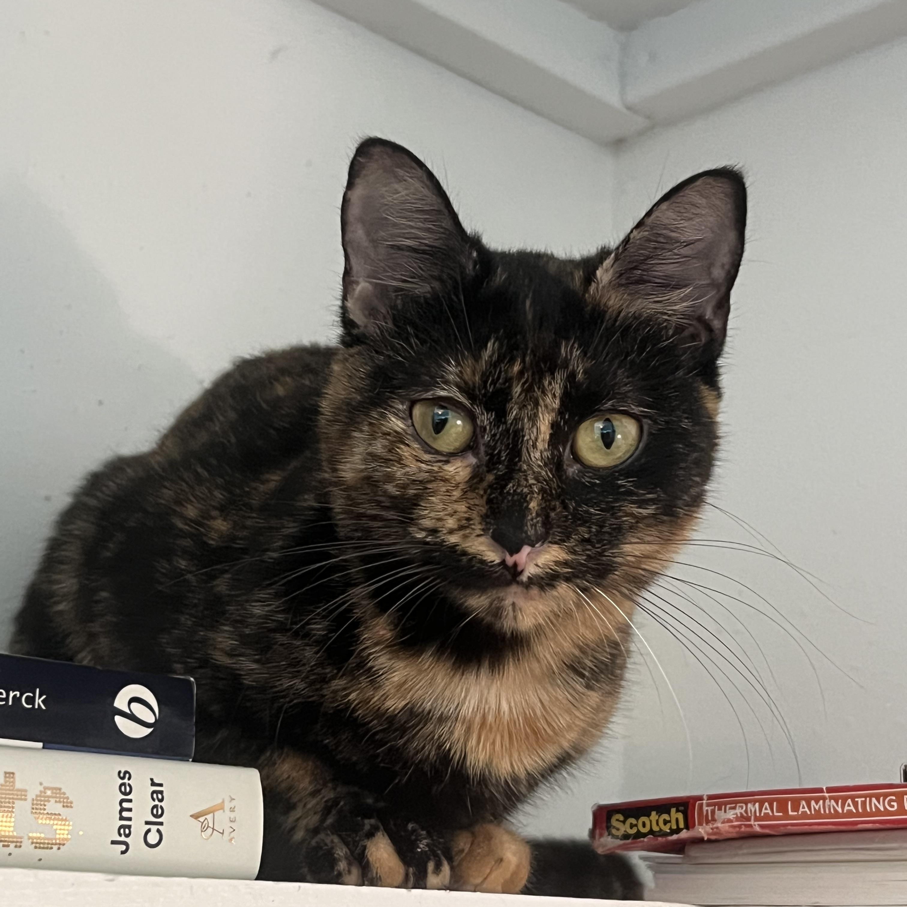 Cat for adoption - Angie, a Tortoiseshell & Domestic Short Hair Mix in ...