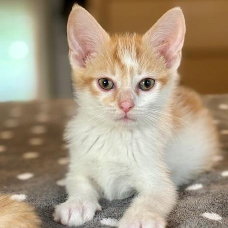 Cat for adoption - Lucky, a Domestic Short Hair in Minneapolis, MN ...