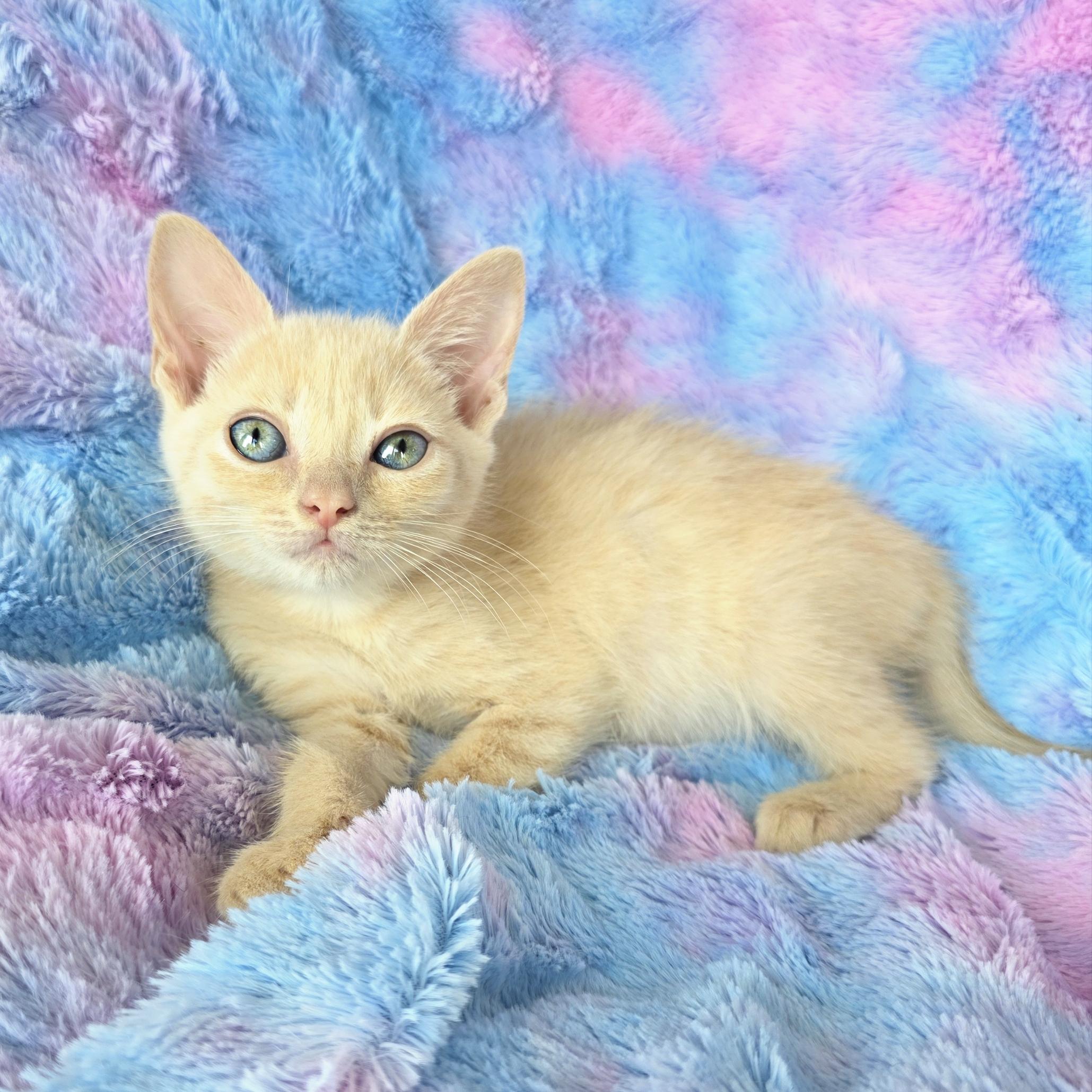 Cat for adoption - Melrose, a Domestic Short Hair & Tabby Mix in ...