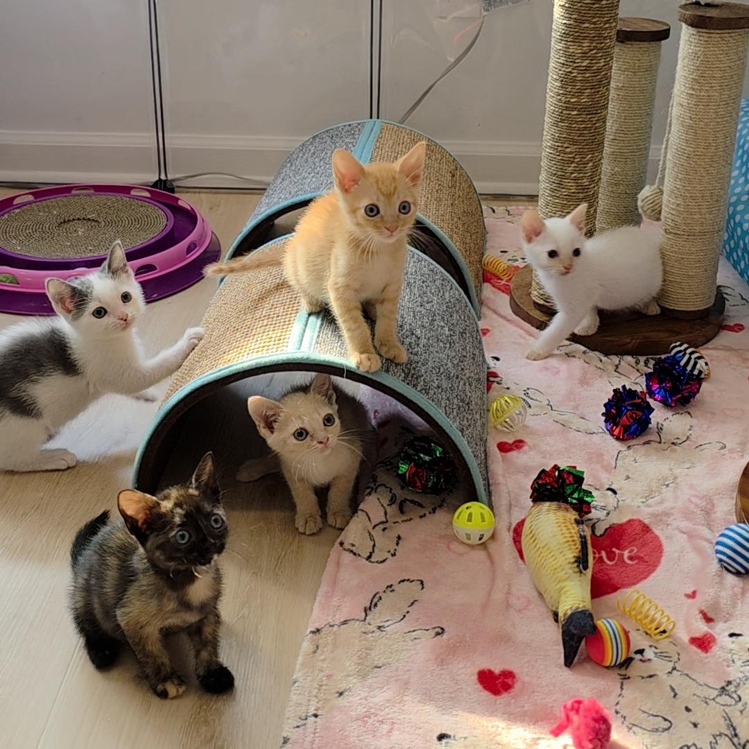 Cat for adoption - Melrose, a Domestic Short Hair & Tabby Mix in ...