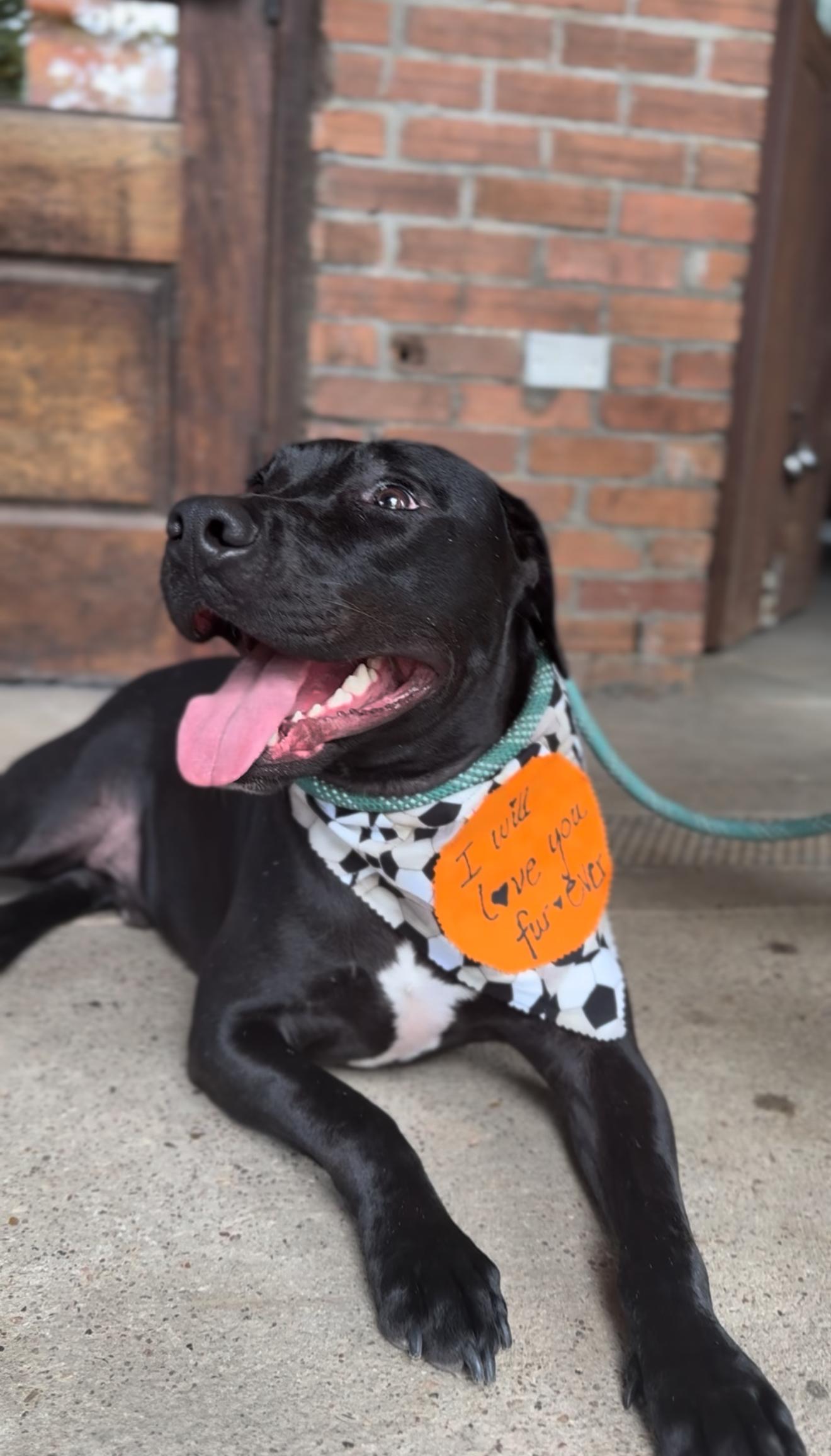 Dog for adoption - Lazarus, "cutie Lazzie", a Black Labrador Retriever ...