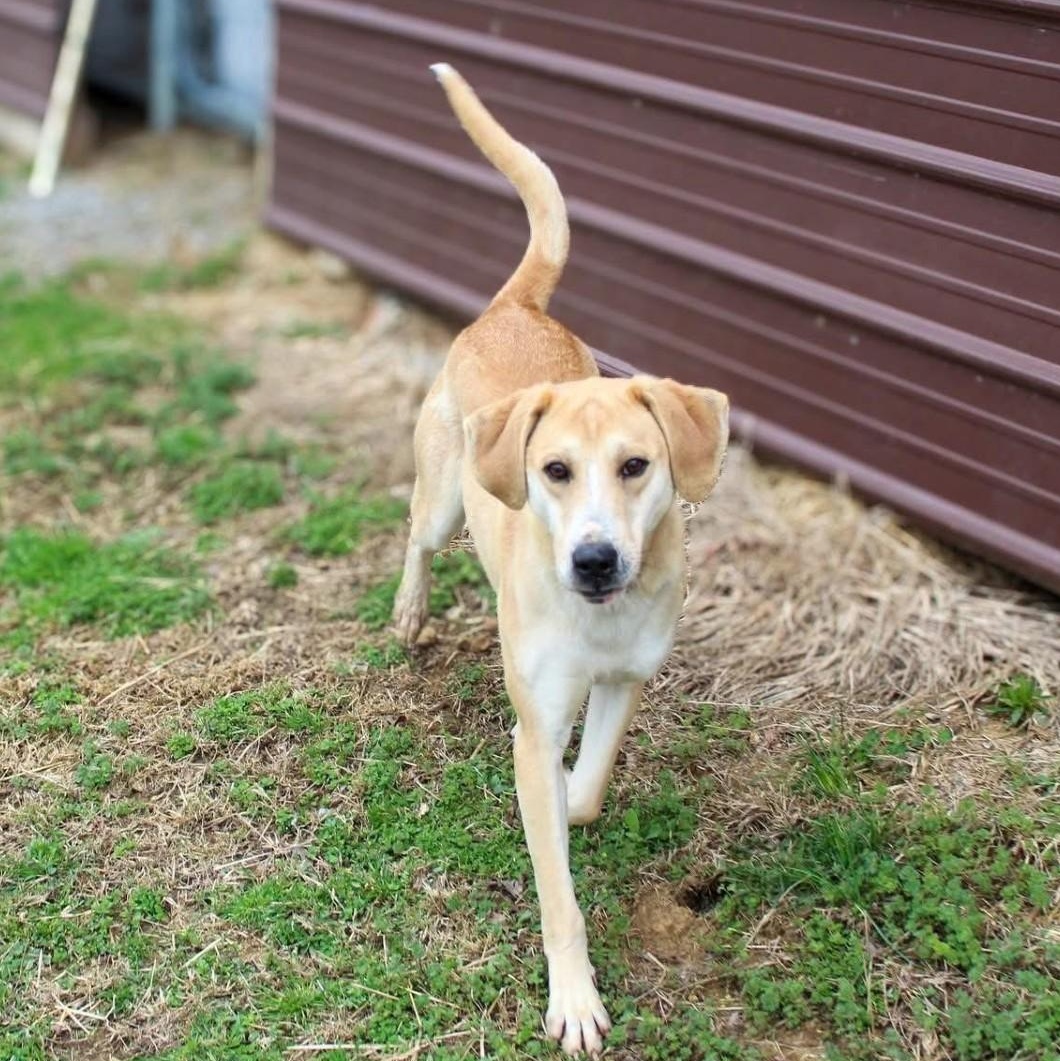 Dog for adoption - Cooper, a Labrador Retriever Mix in Dixon, KY ...