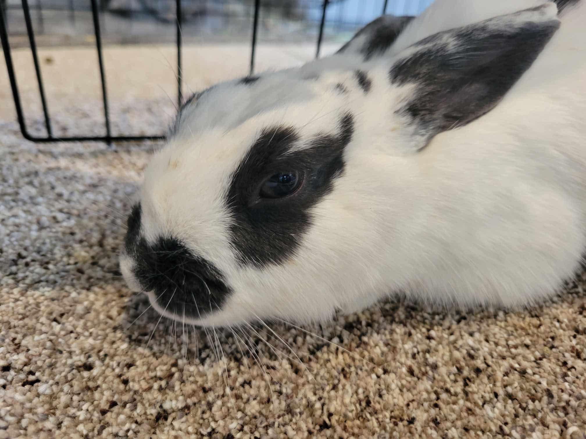 Rabbit for adoption - Freya, an English Spot Mix in Cream Ridge, NJ ...