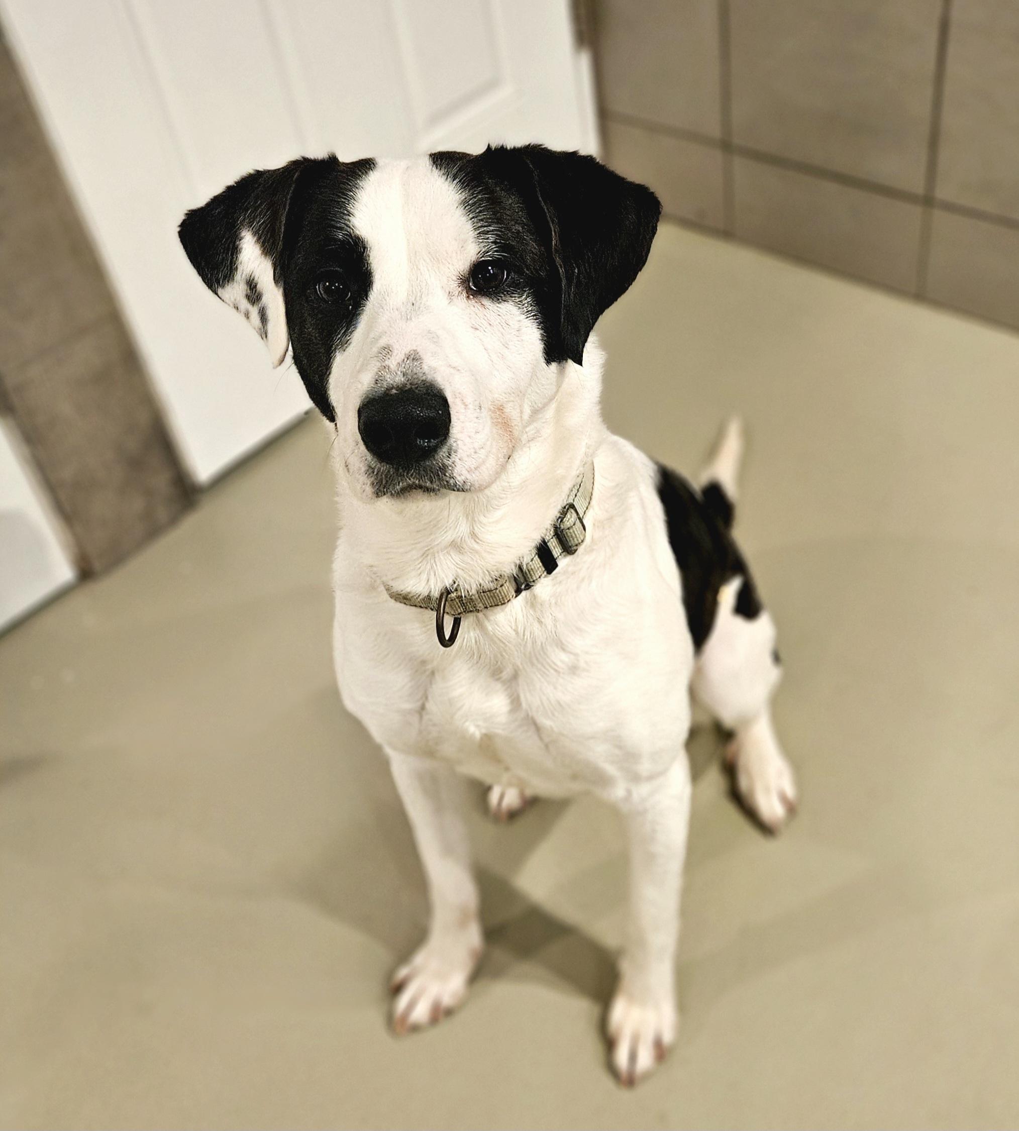 Dog for adoption - Salem, a Border Collie & American Bulldog Mix in ...