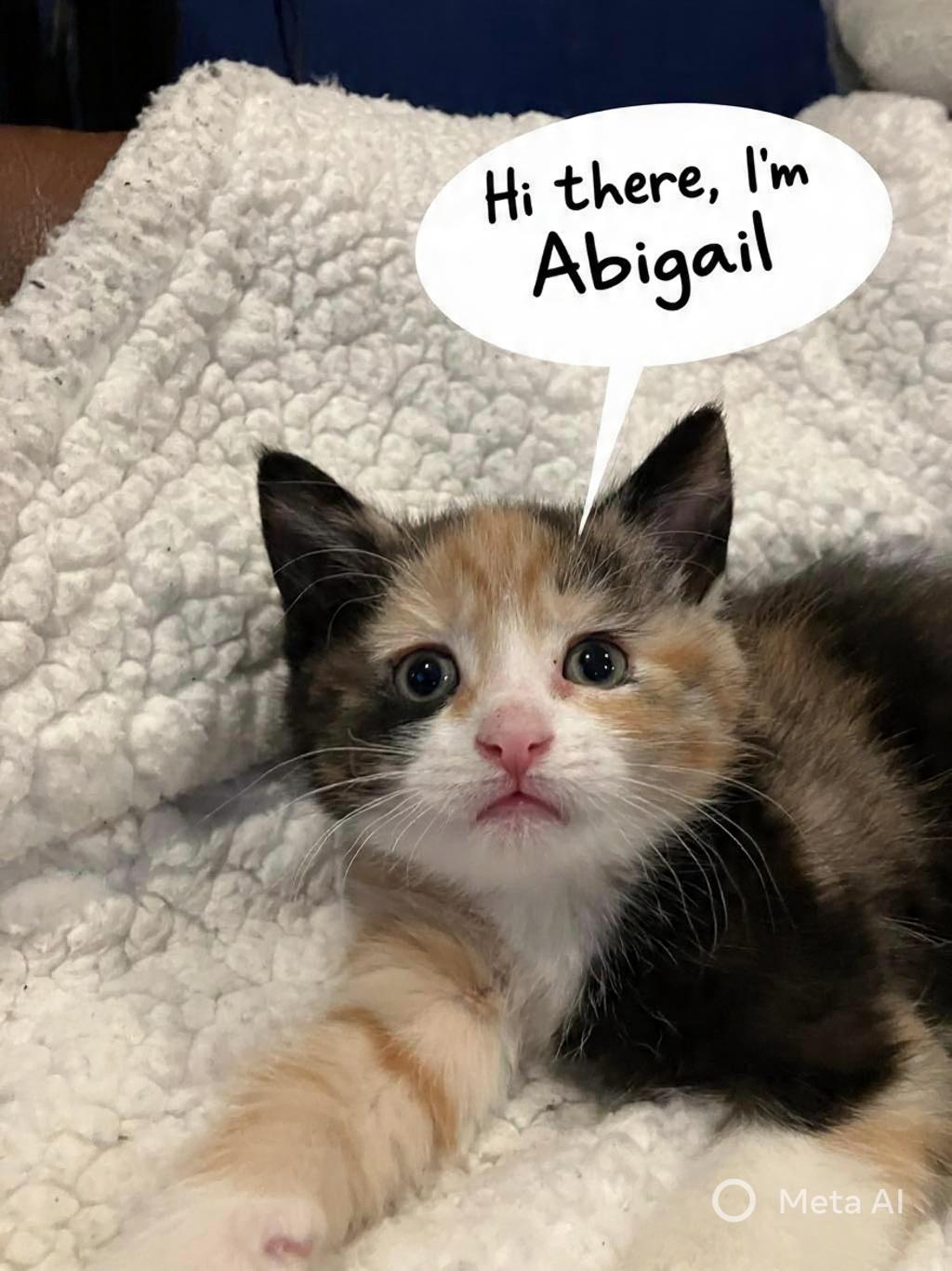 Abigail - Adoptable Pet | Petfinder | Petfinder