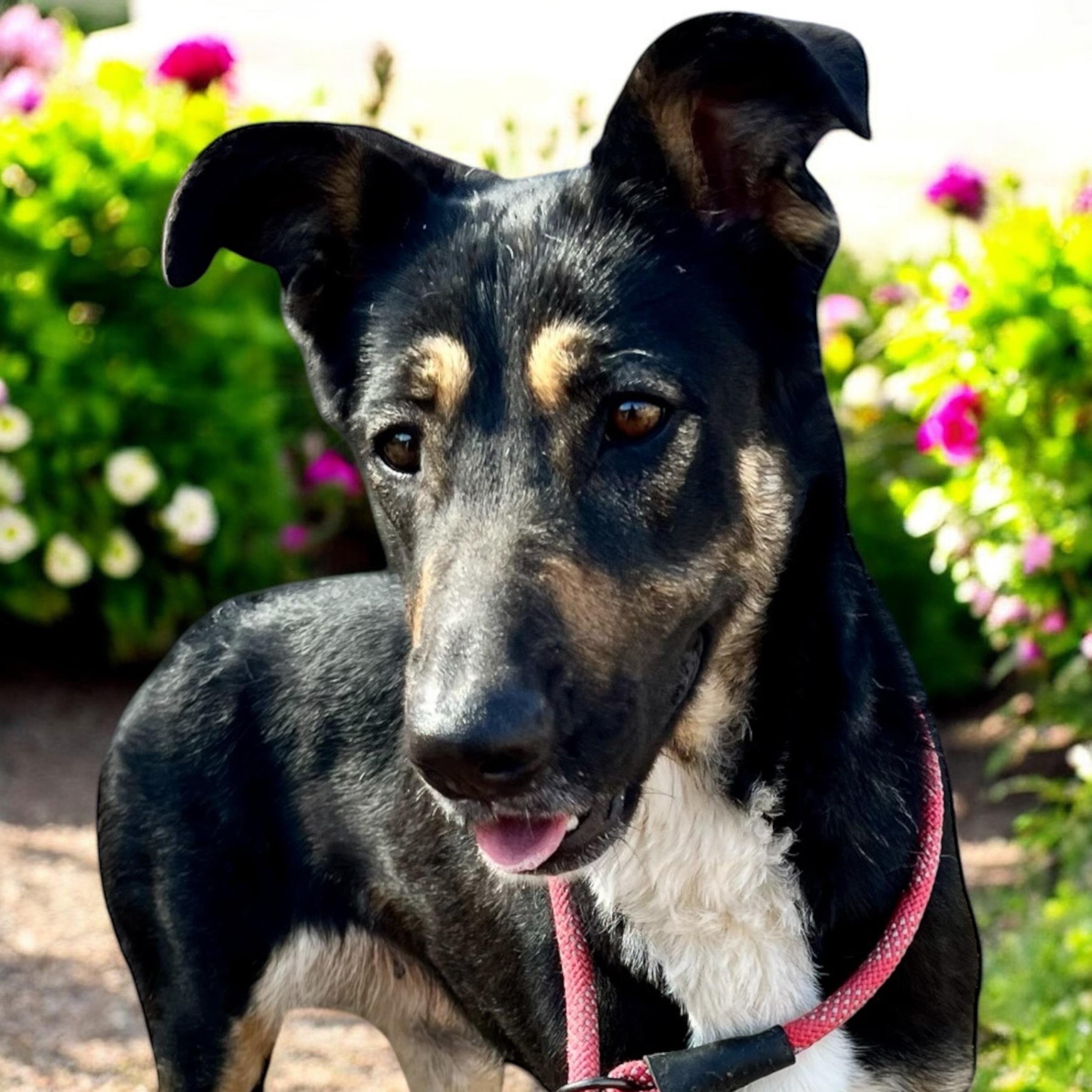 Dog for adoption - Lacy, a German Shepherd Dog Mix in Horn Lake, MS ...