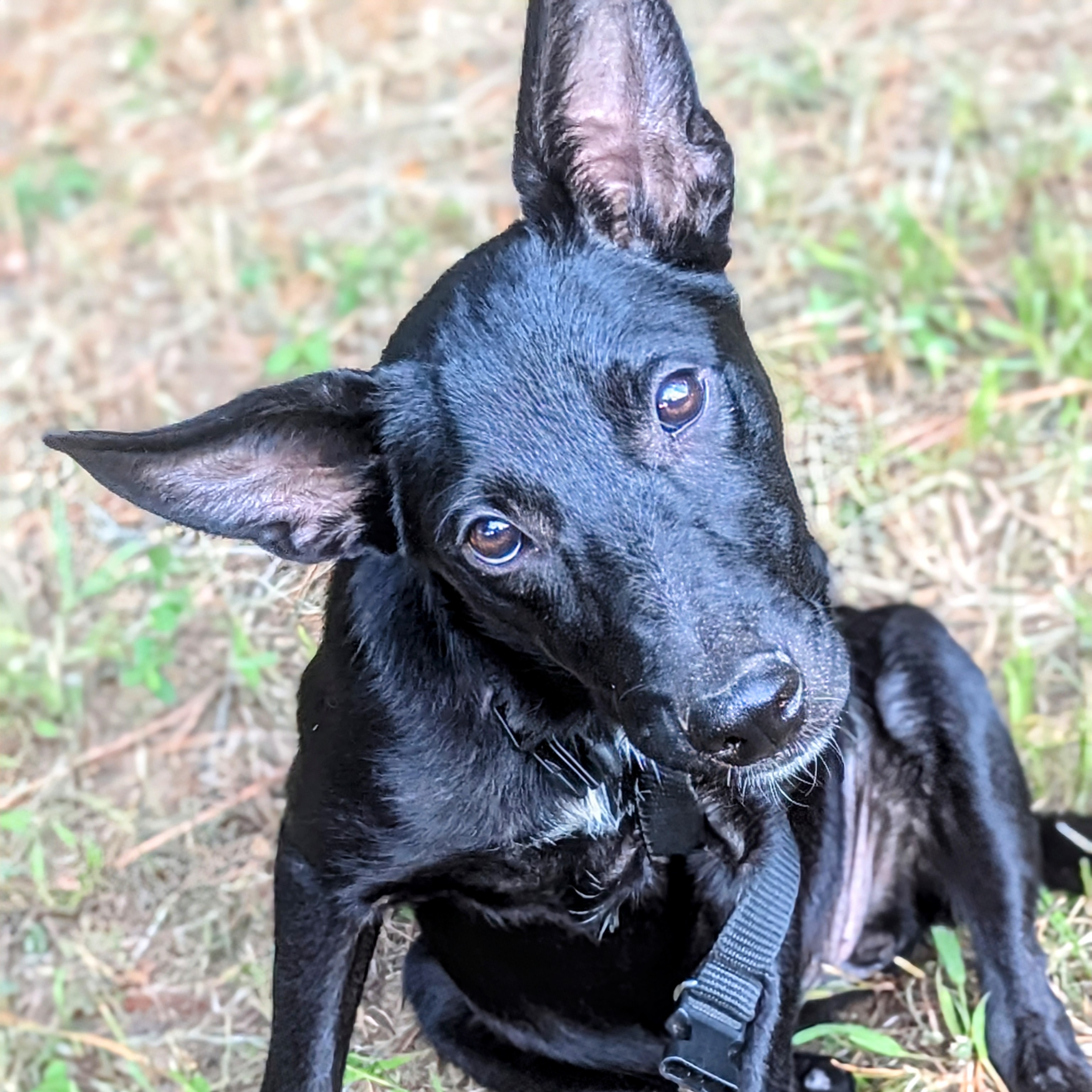 Dog for adoption - Rose $200, a Terrier & Shepherd Mix in Fond Du Lac ...
