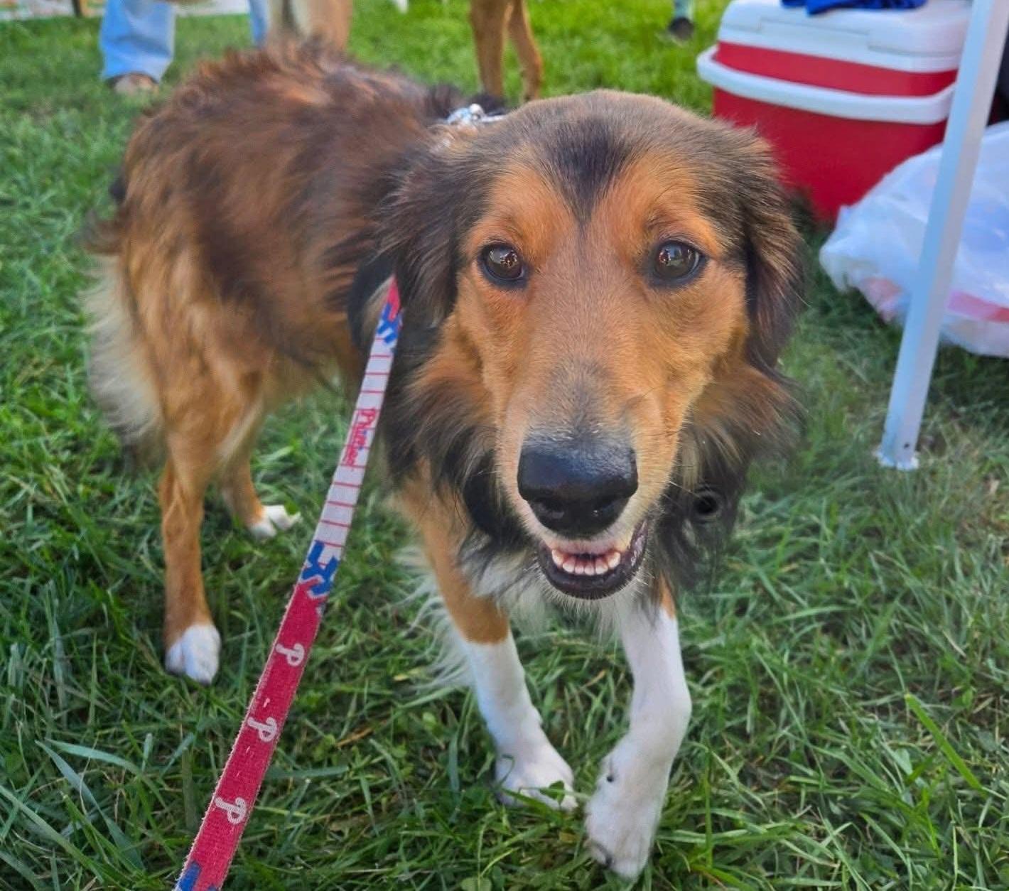 Dog for adoption - Socks, a Shetland Sheepdog / Sheltie Mix in ...