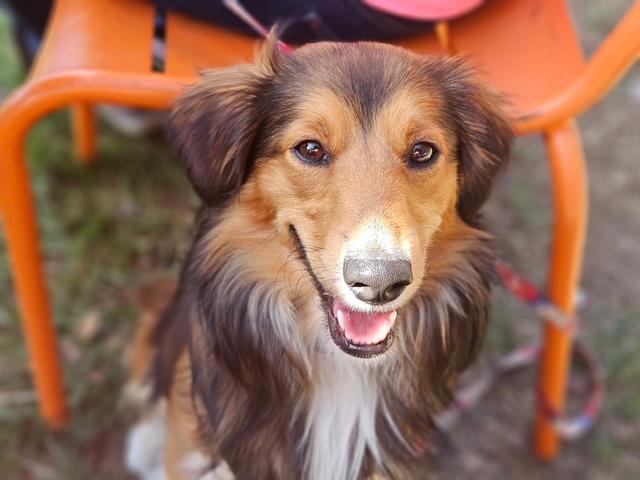Dog for adoption - Socks, a Shetland Sheepdog / Sheltie Mix in ...