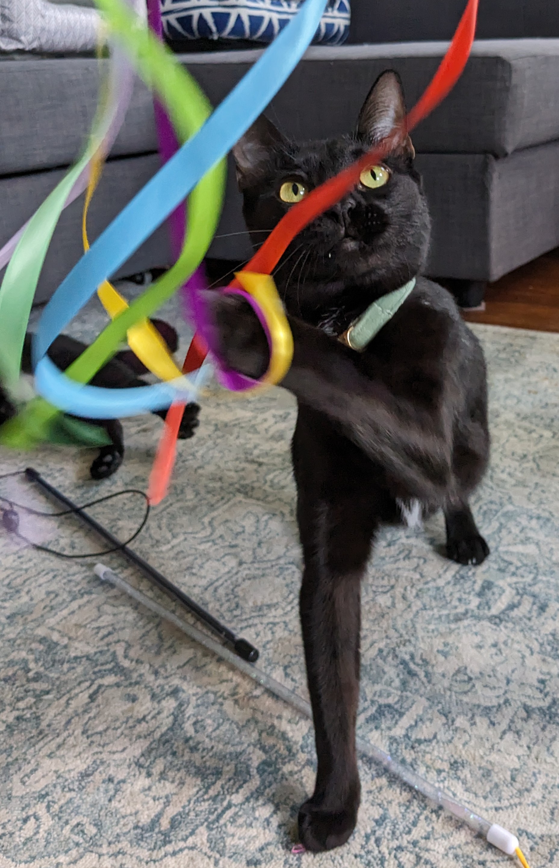 Cat for adoption - Space Ranger Jane, a Bombay & Domestic Short Hair ...