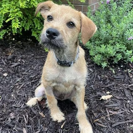 Dog for adoption - Courage, a Mixed Breed in Wando, SC | Petfinder