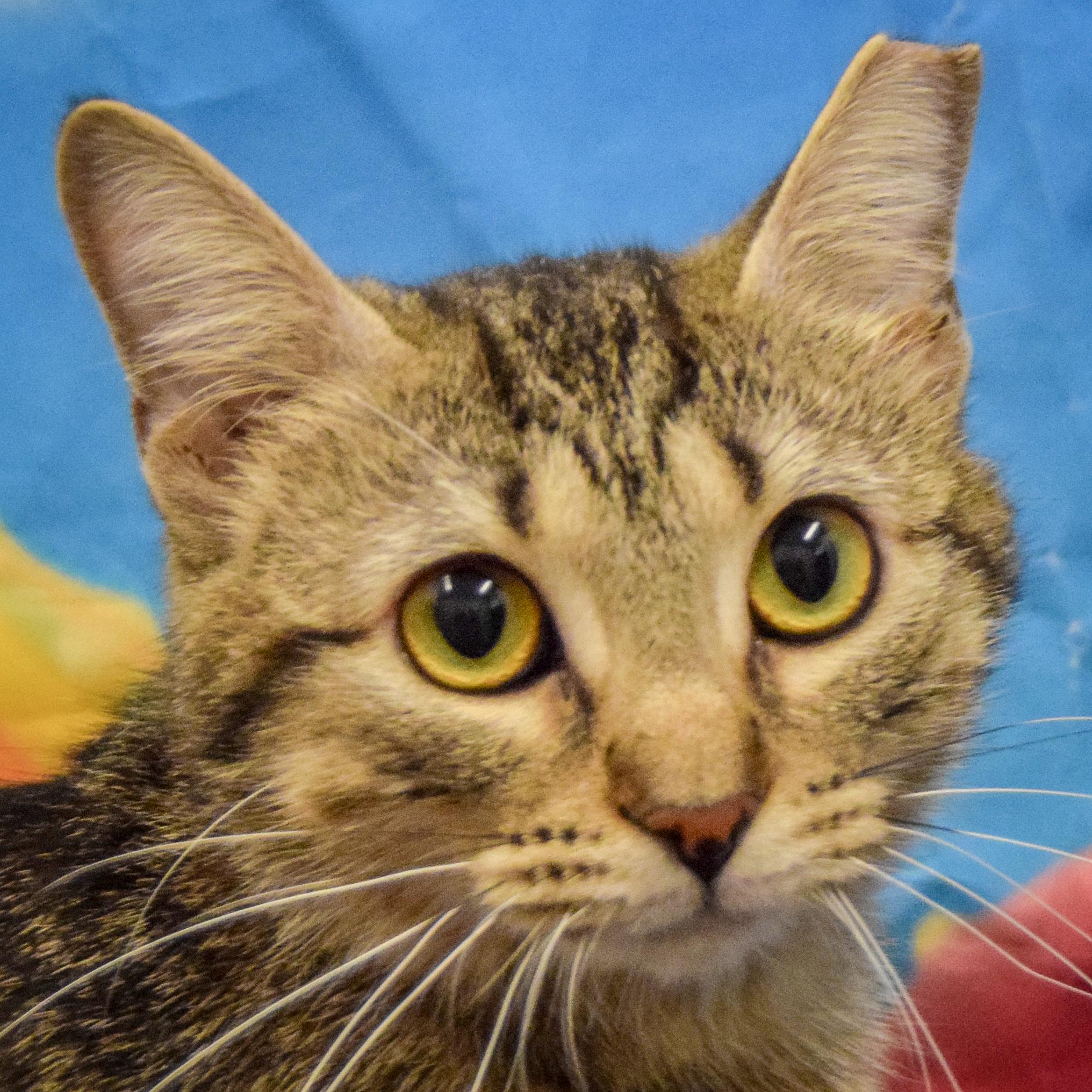 Cat for adoption - Aleah, a Tabby & Domestic Short Hair Mix in Huntley ...