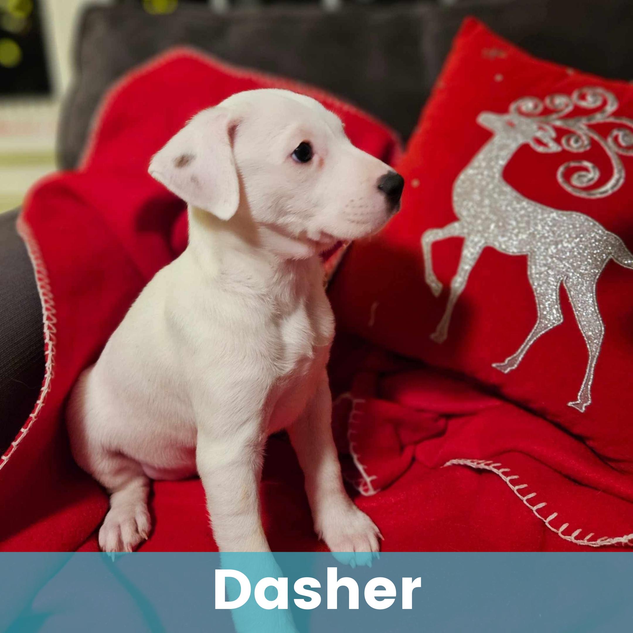 Dog for adoption - Dasher, a Mixed Breed in Rochester , NY | Petfinder