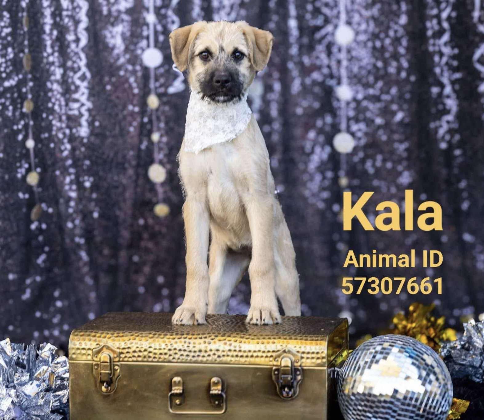 Dog for adoption - Kala, a Terrier Mix in Uxbridge, MA | Petfinder