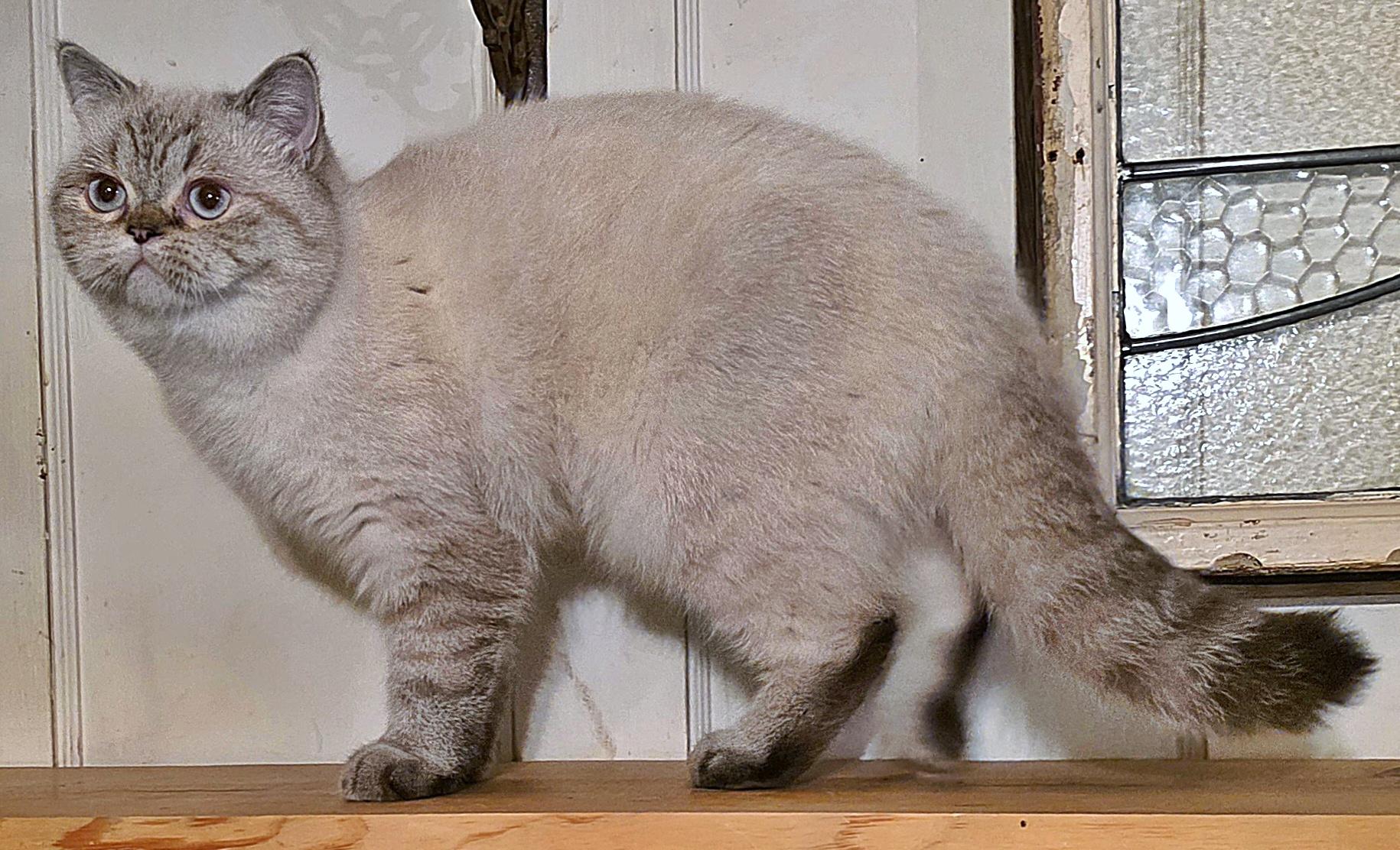Polluck - Adoptable Pet | Petfinder | Petfinder