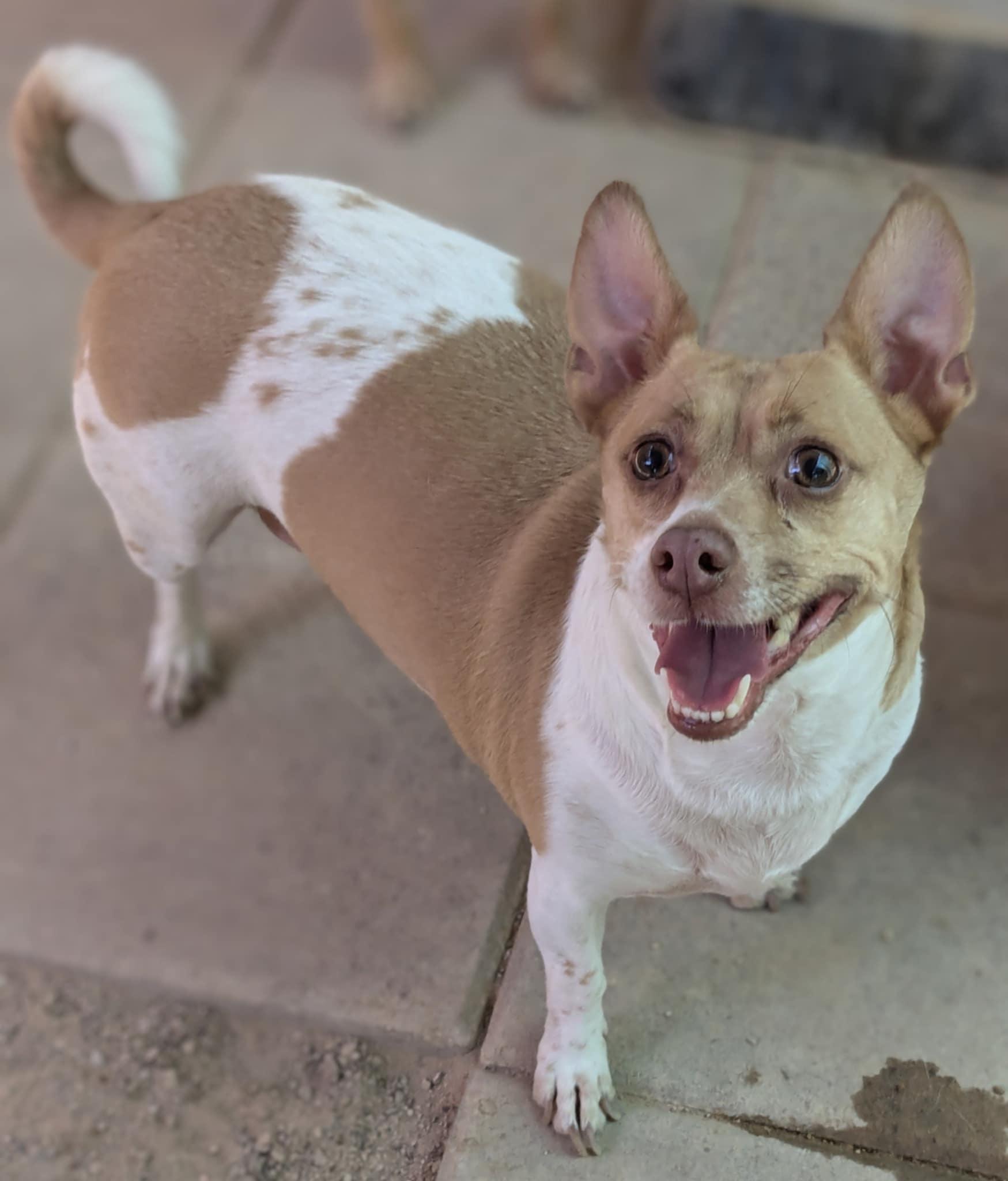 Dog for adoption - Ruby, a Chihuahua in Las Vegas, NV | Petfinder