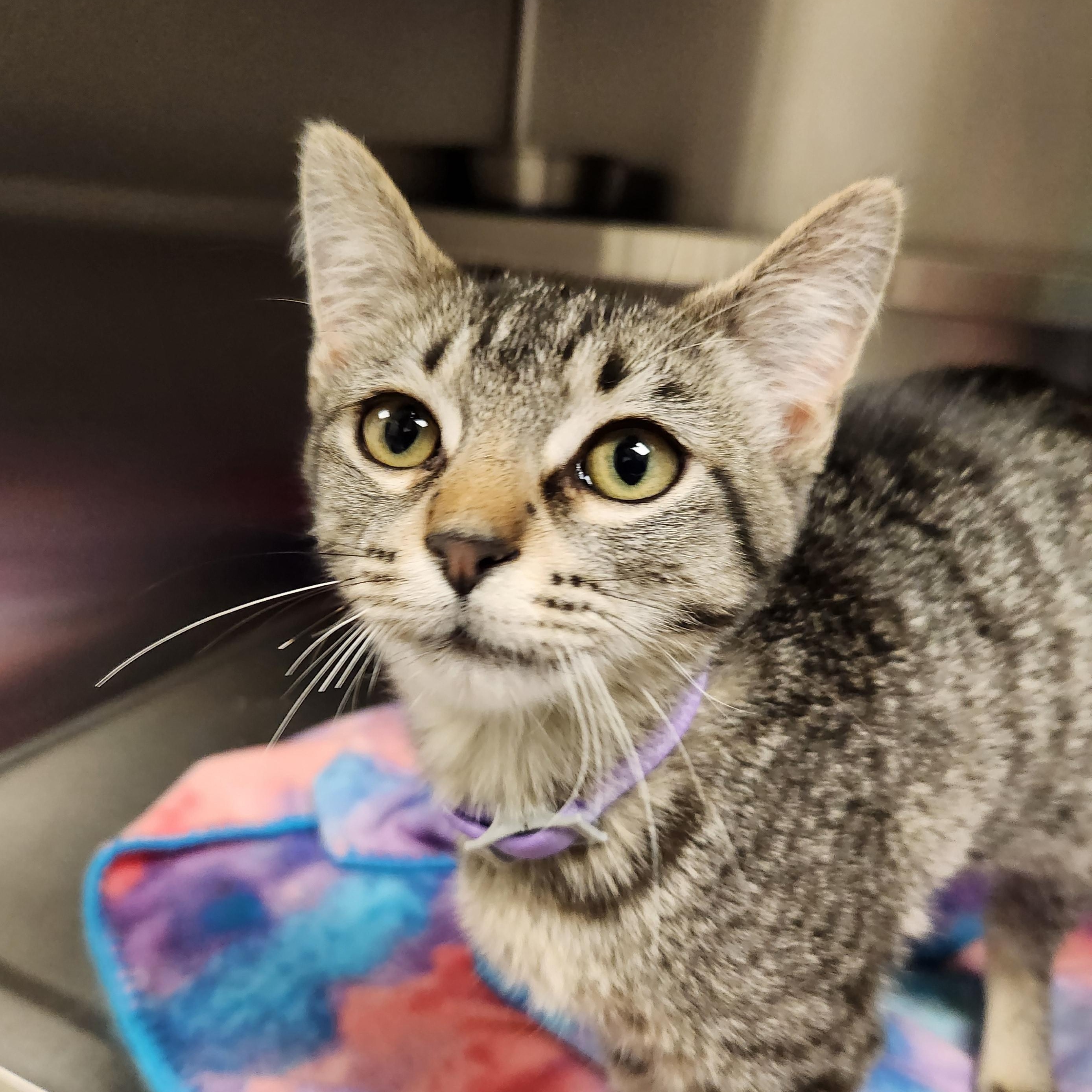 Cat for adoption - Landon, a Domestic Short Hair in Liberty, MO | Petfinder