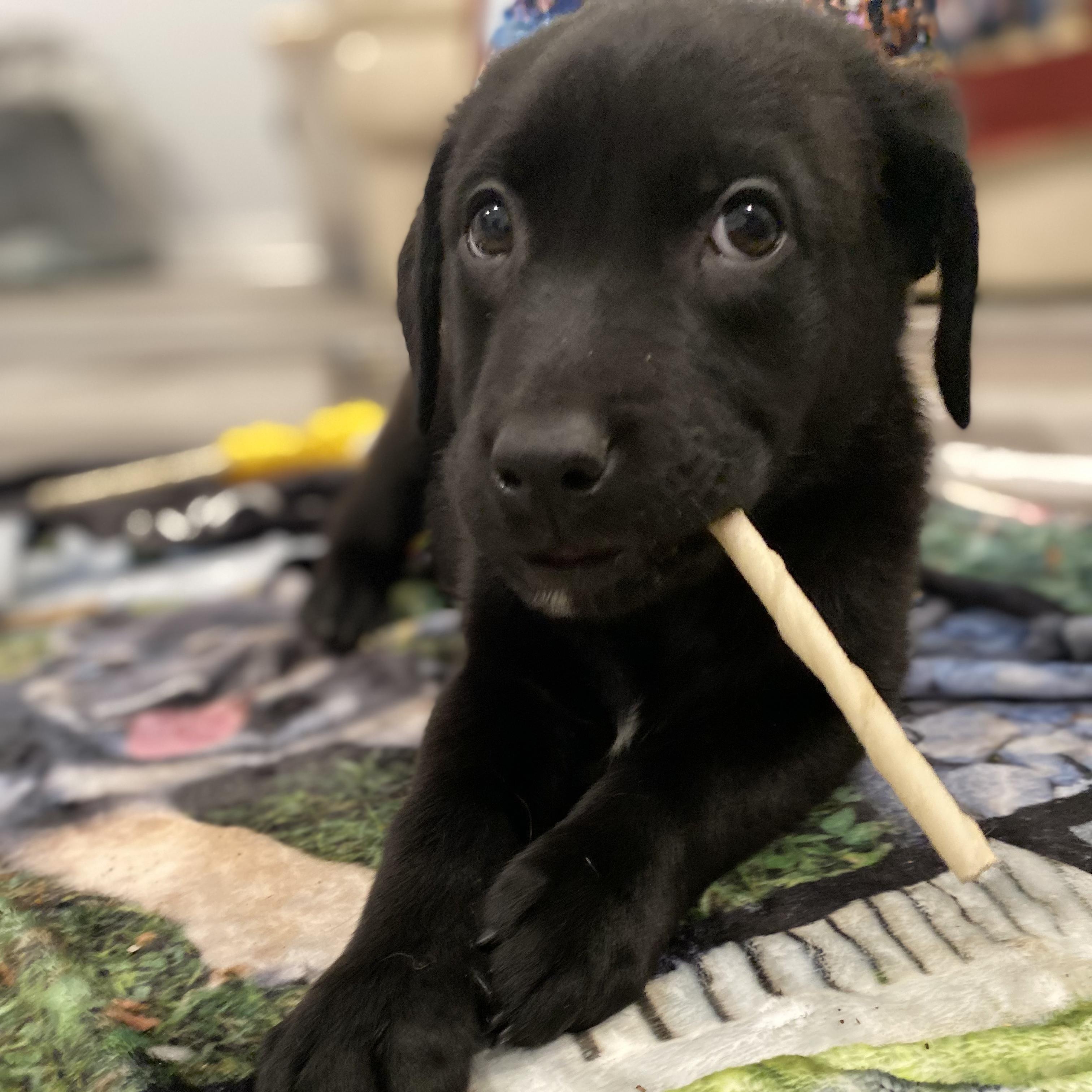 Dog for adoption - Pixie, a Labrador Retriever Mix in Lemont, IL ...
