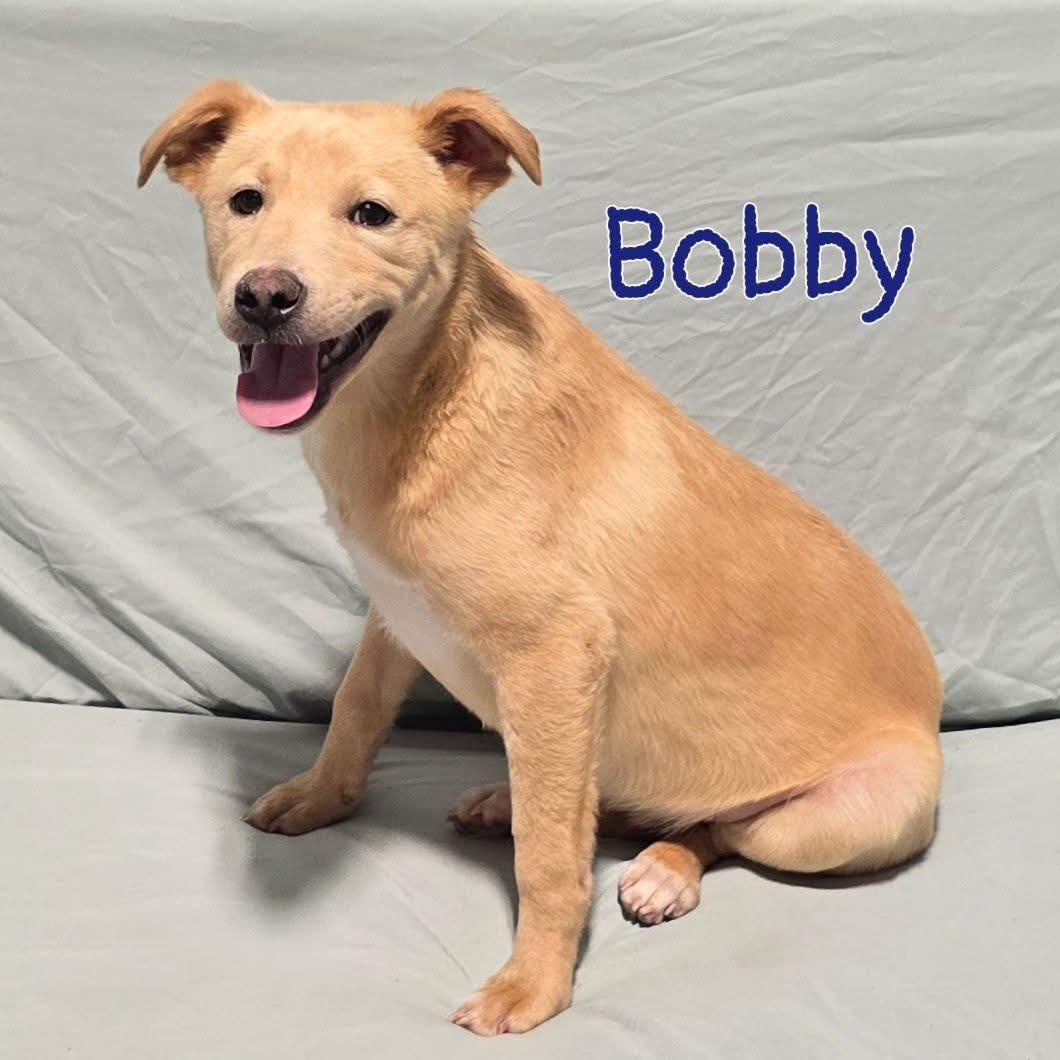 Dog for adoption - Bobby (IN FOSTER), a Mixed Breed in Joliet, IL ...