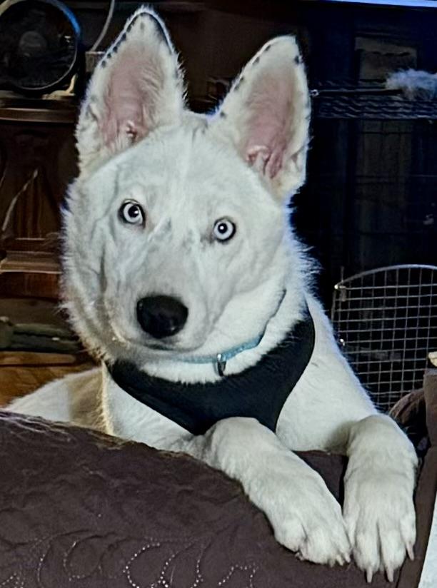 Dog for adoption - Betty Moo Cow, a Siberian Husky Mix in Summerville ...