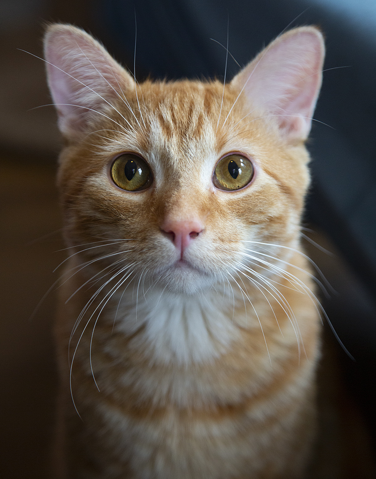 Cat for adoption - Avagato (& Pico de Gato), a Domestic Short Hair in ...