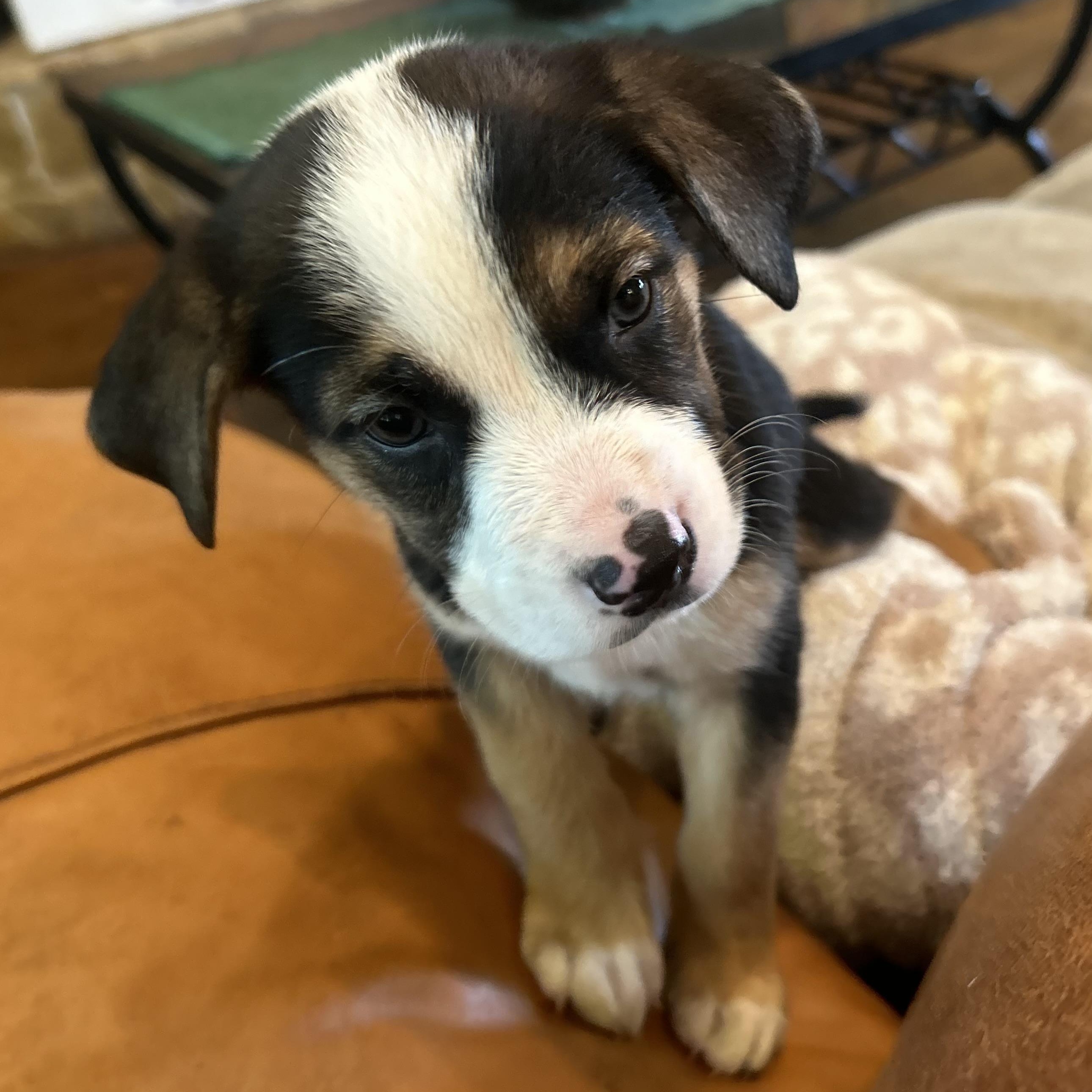 Dog for adoption - Miel, a Boxer Mix in Davenport, IA | Petfinder