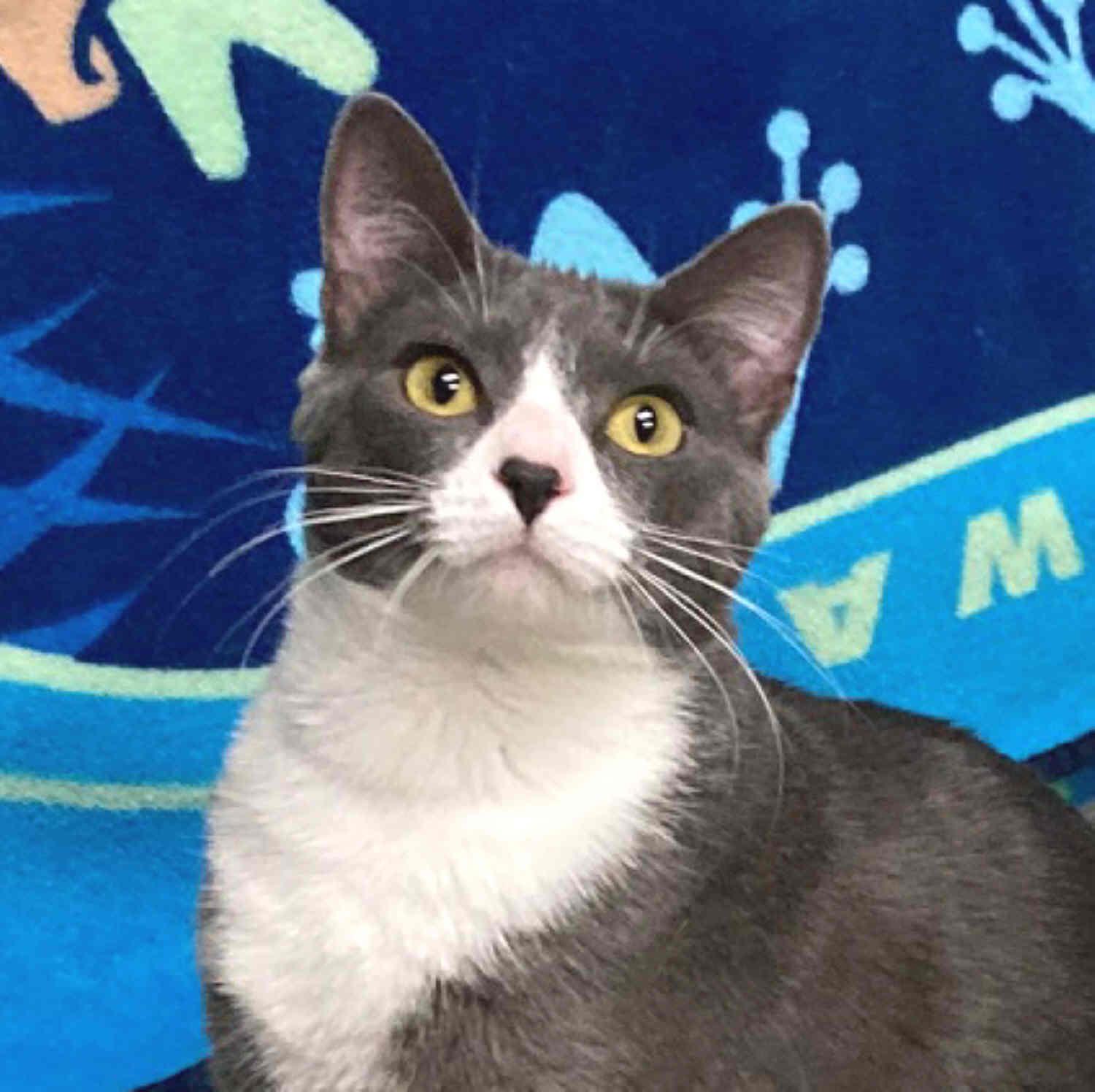 Cat for adoption - Wonton, a Domestic Short Hair Mix in Camp Pendleton ...