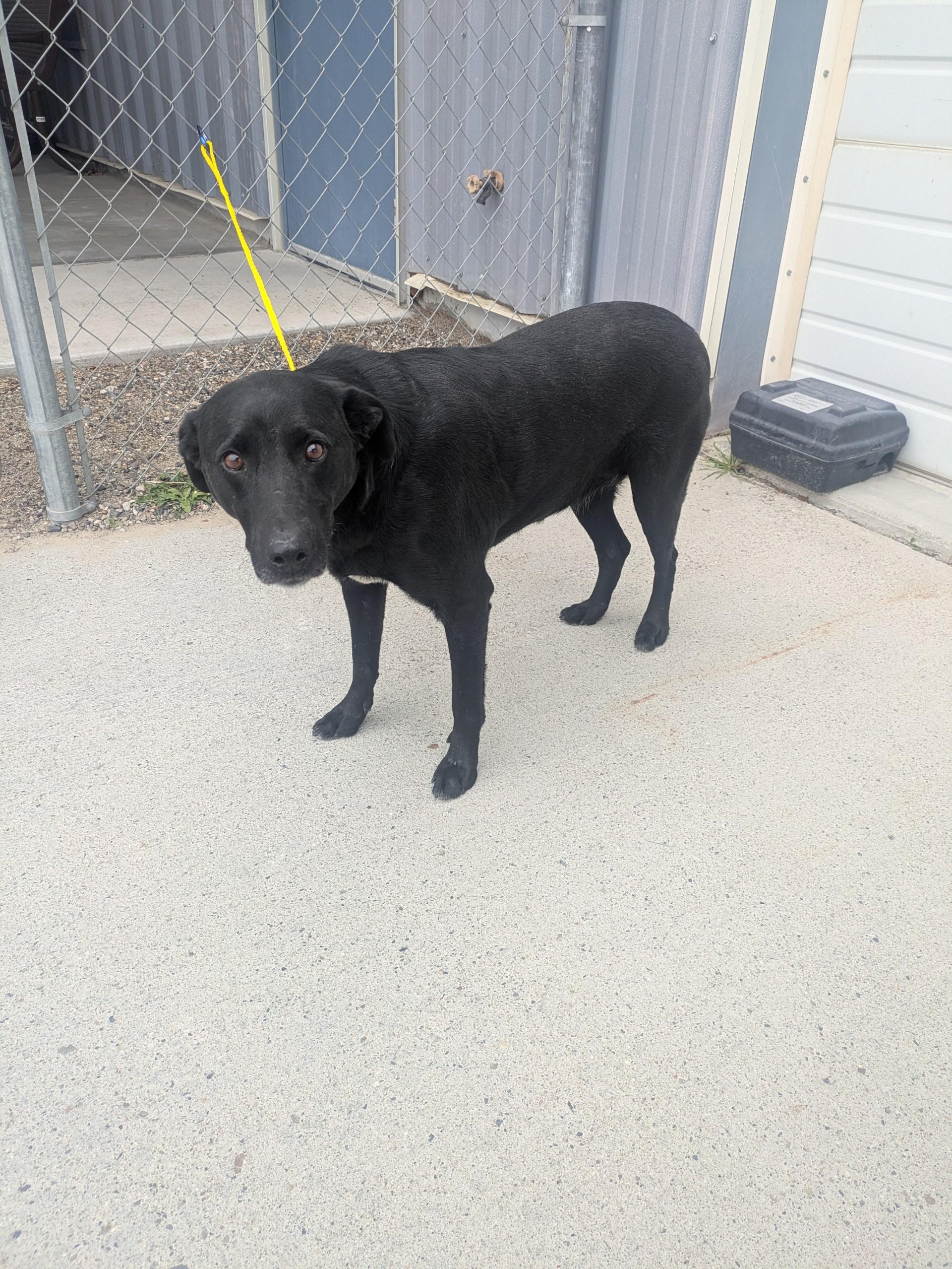 Dog for adoption - 59673823, a Labrador Retriever in Elko, NV | Petfinder