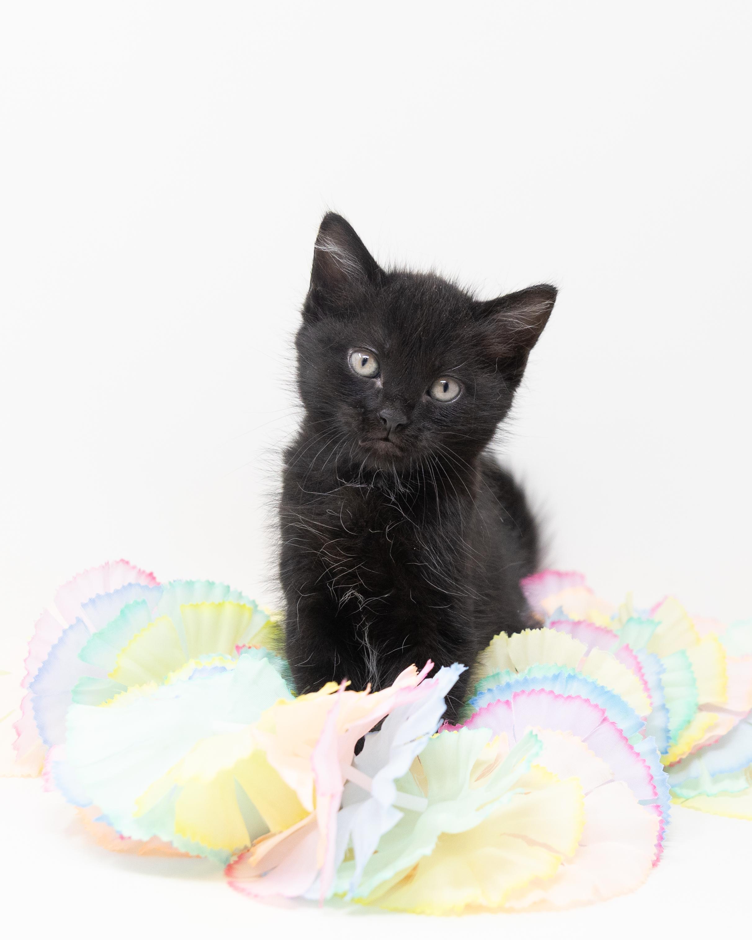 Cat for adoption - Misty, a Domestic Short Hair in Trophy Club, TX ...