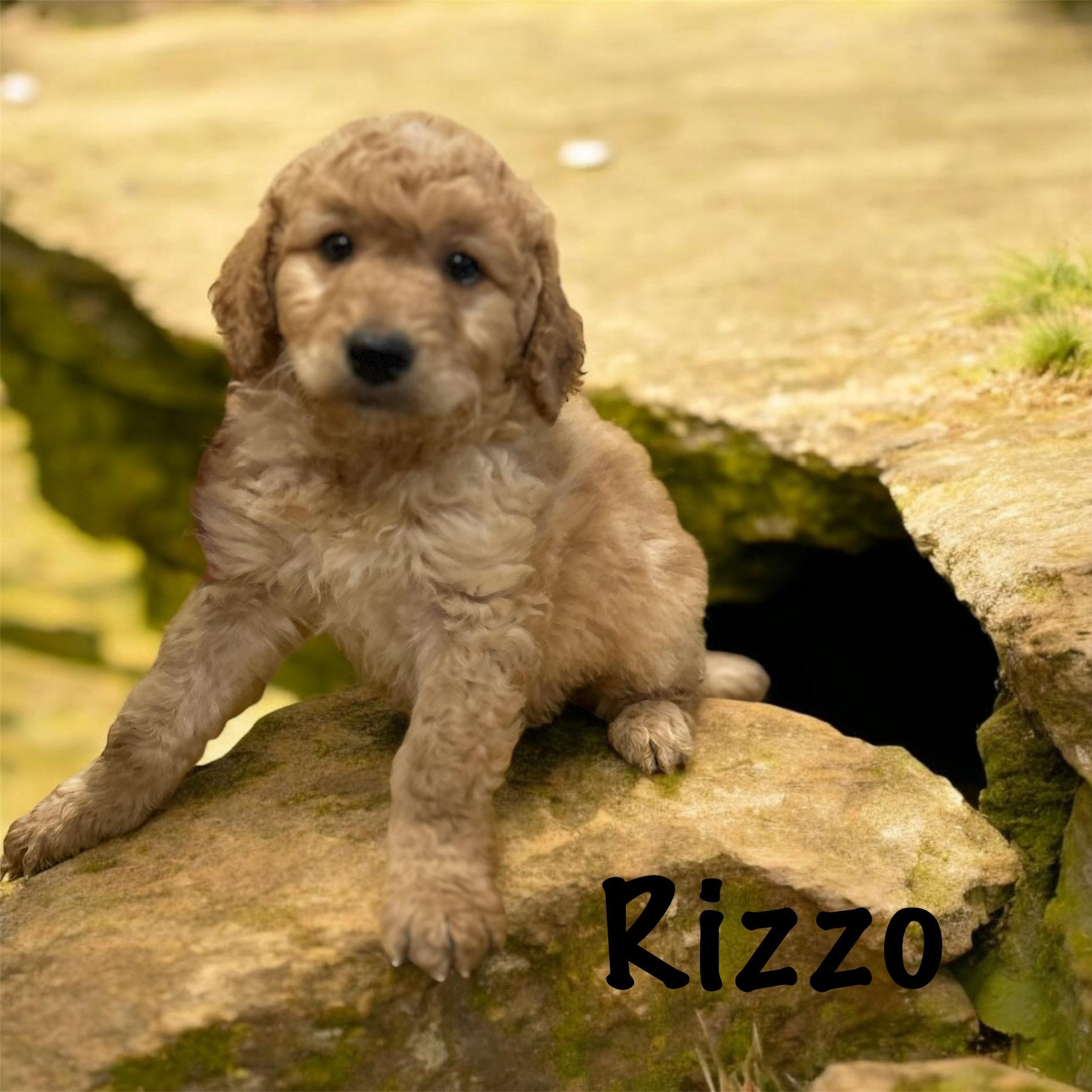 Dog for adoption - Rizzo, a Goldendoodle in Brownstown, IN | Petfinder