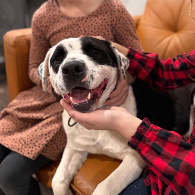 Dog for adoption - Courage the Silliest Cuddlebug, a Pit Bull Terrier ...