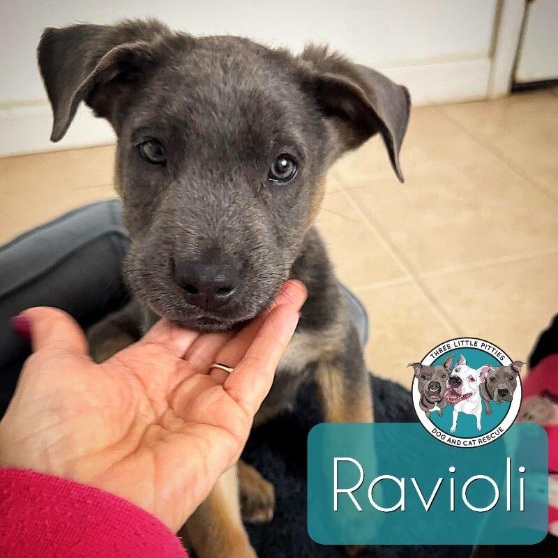 Dog for adoption - Ravioli Roe, a Labrador Retriever & Pit Bull Terrier ...