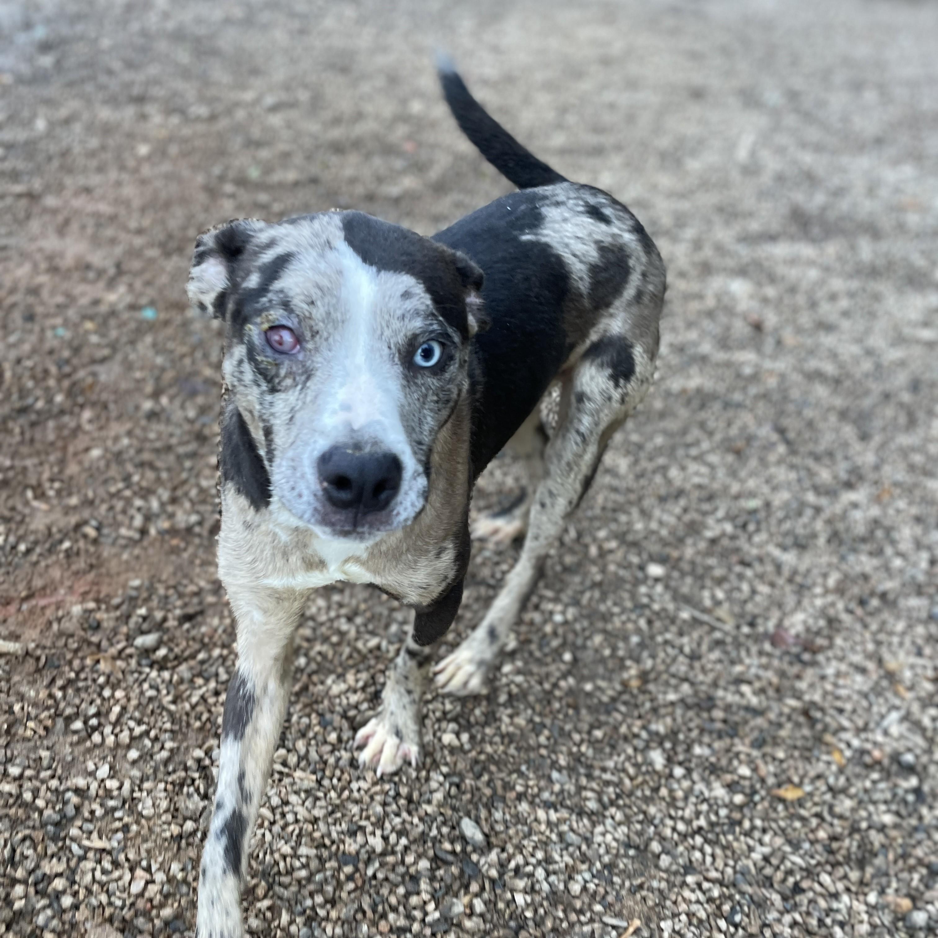 Dog for adoption - Bluey, a Catahoula Leopard Dog Mix in Buffalo, NY ...