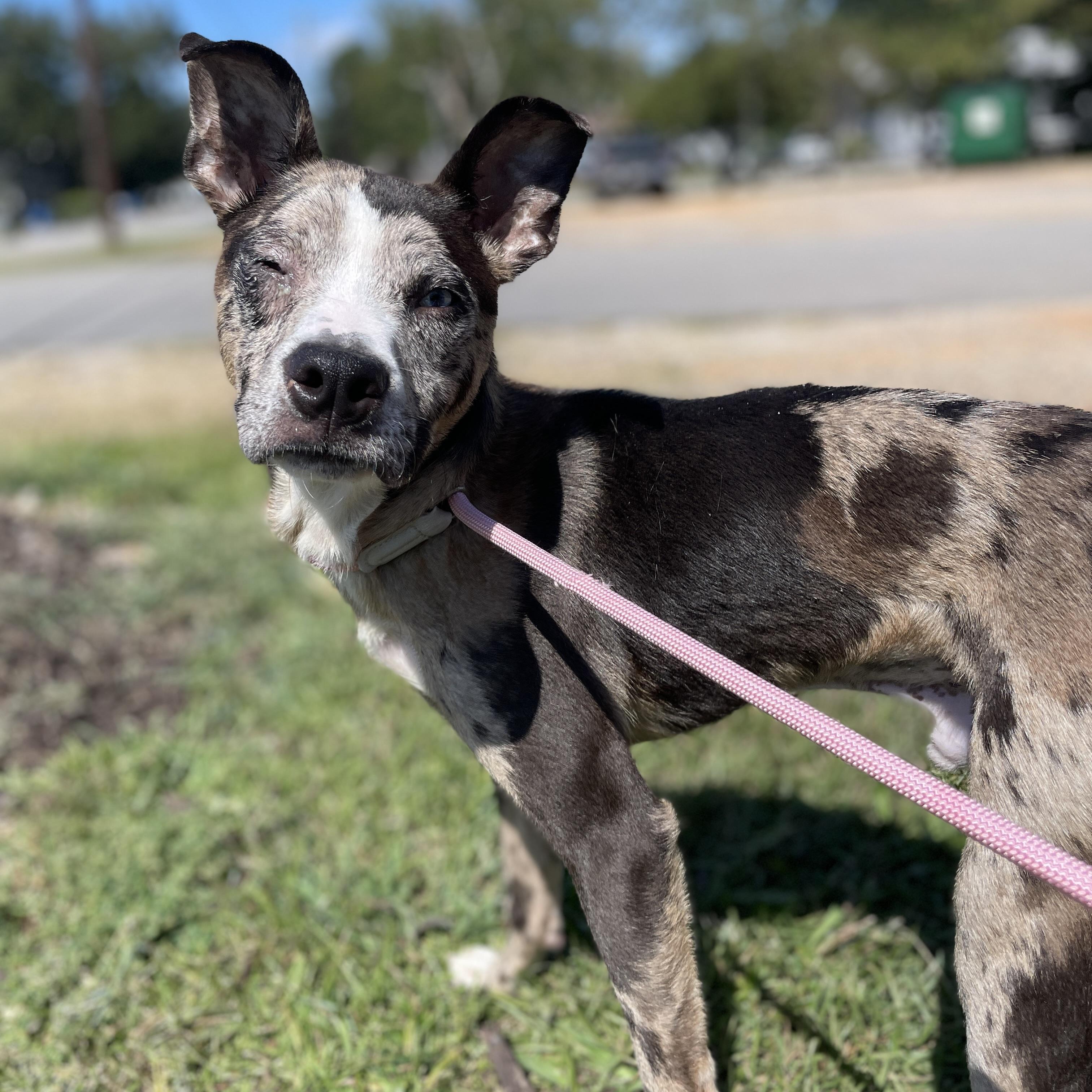 Dog for adoption - Bluey, a Catahoula Leopard Dog Mix in Buffalo, NY ...