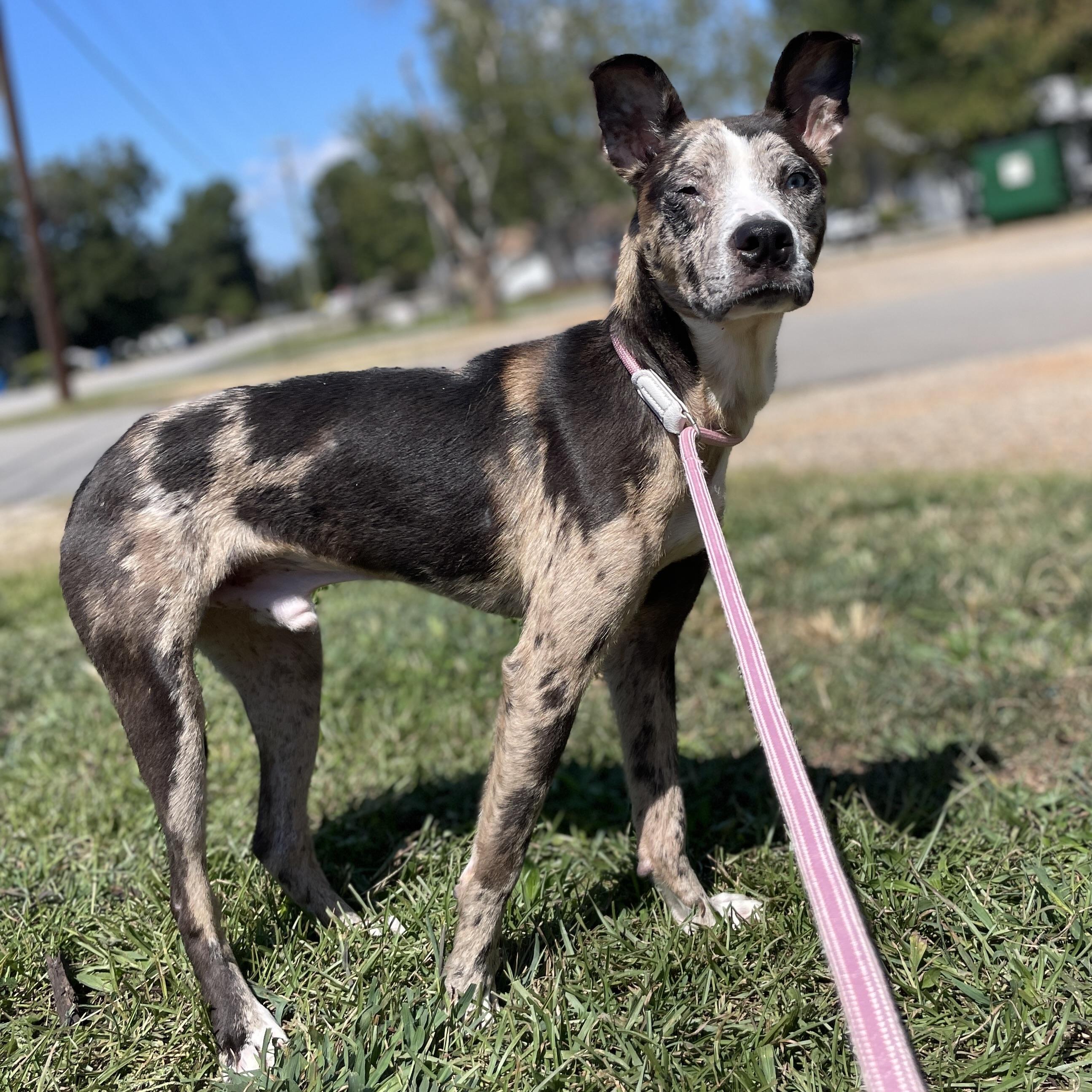 Dog for adoption - Bluey, a Catahoula Leopard Dog Mix in Buffalo, NY ...