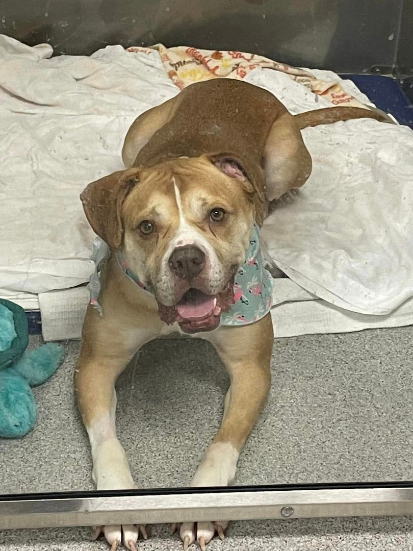 Dog for adoption - Winnie, an American Bulldog & Boxer Mix in Euclid ...