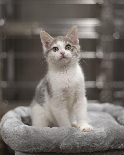 Cat for adoption - Pudding @ PetSmart in Athens, GA, a Domestic Short Hair in Bishop, GA | Petfinder