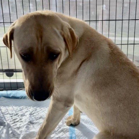 Dog for adoption - Sally aka ellie, a Yellow Labrador Retriever in West ...