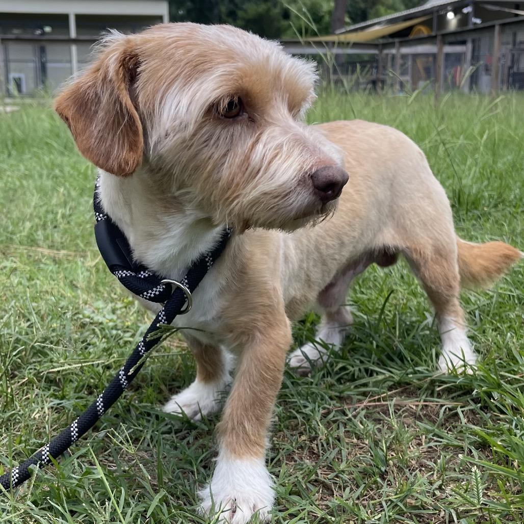 Dog for adoption - Clark Kent, a Terrier Mix in Houston, TX | Petfinder